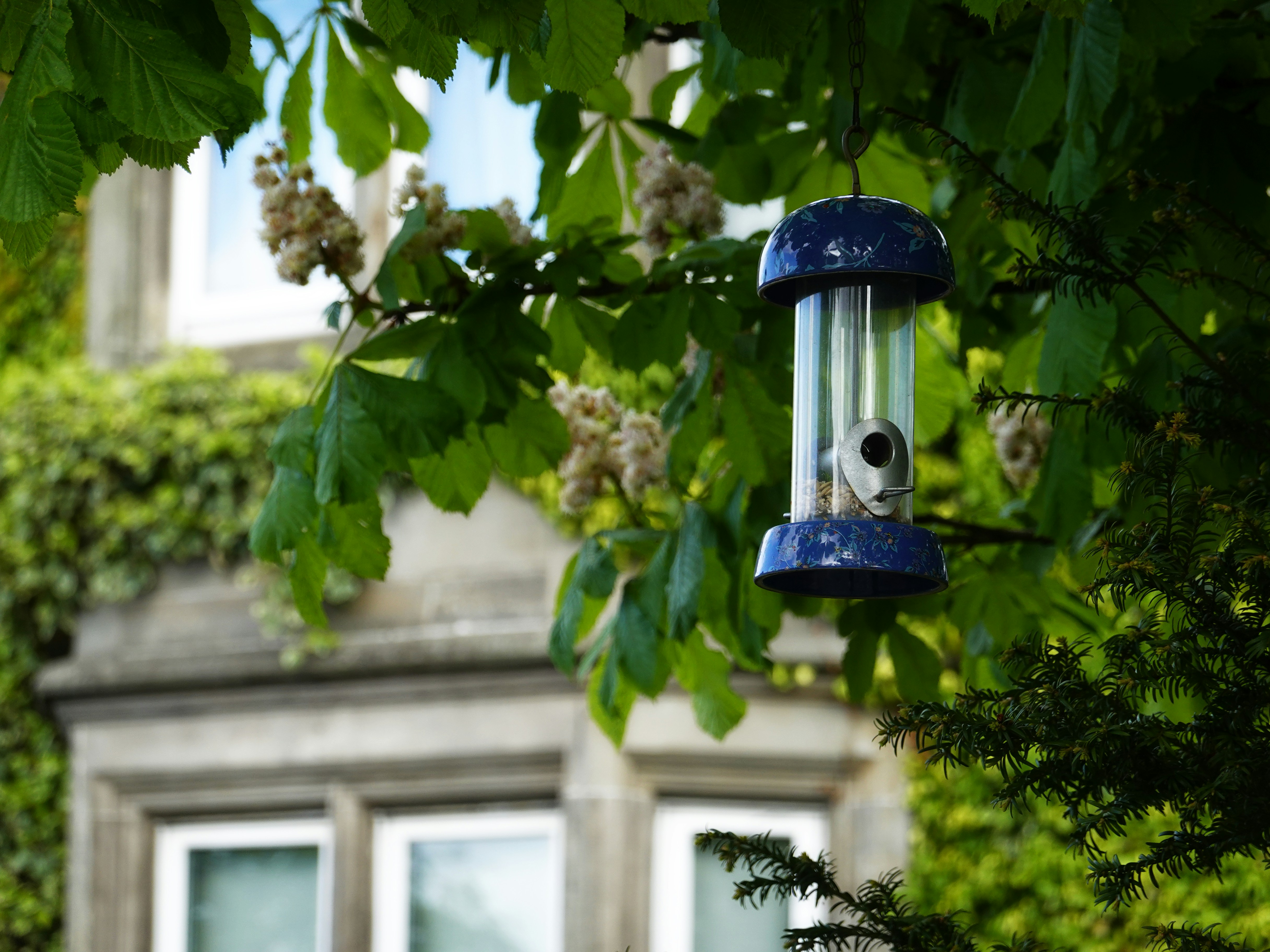 Blue Bird Feeder Dangling in a Green Frame