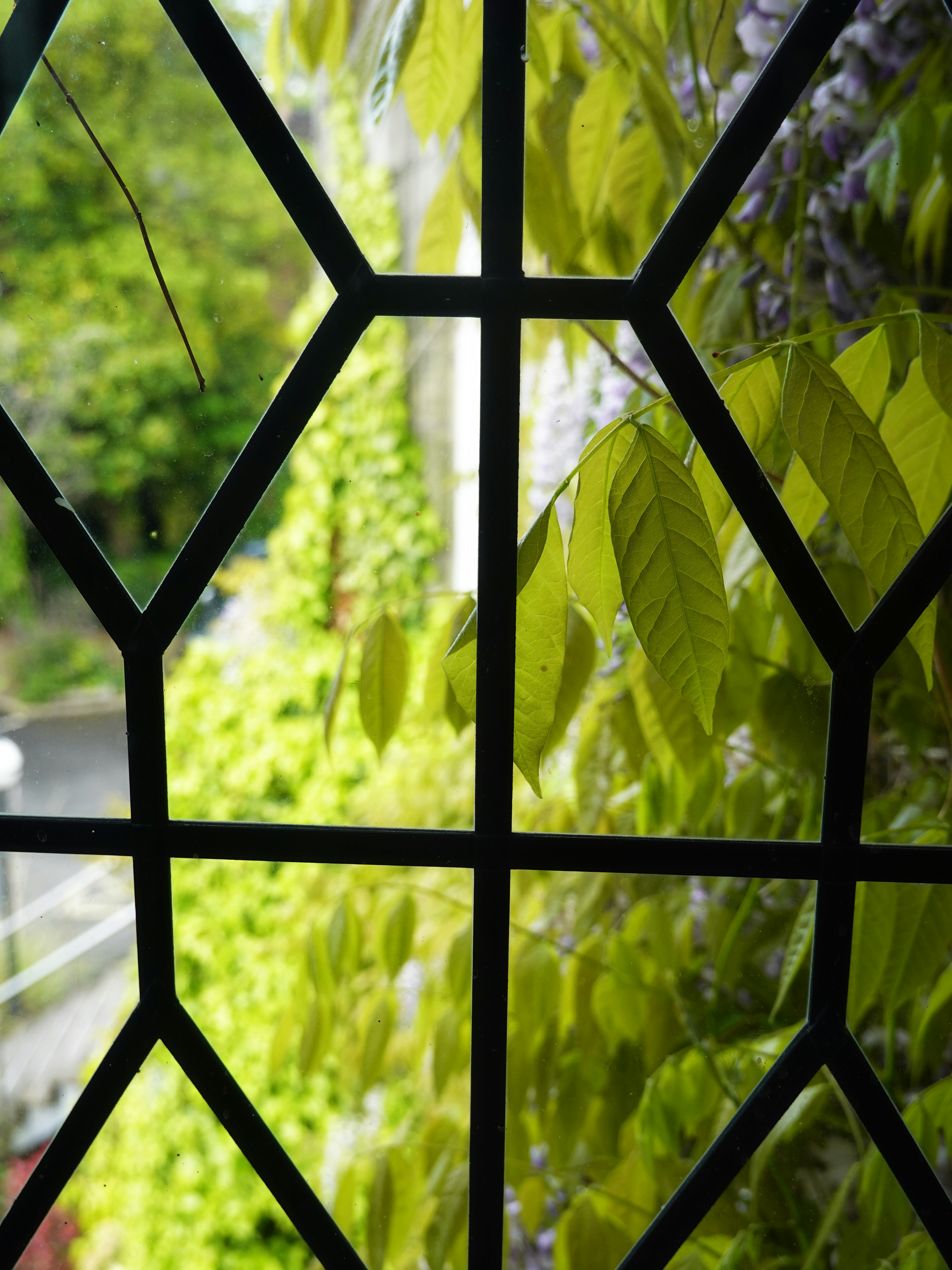 Geometric Lattice Framing: Green Foliage Through Iron Grilles
