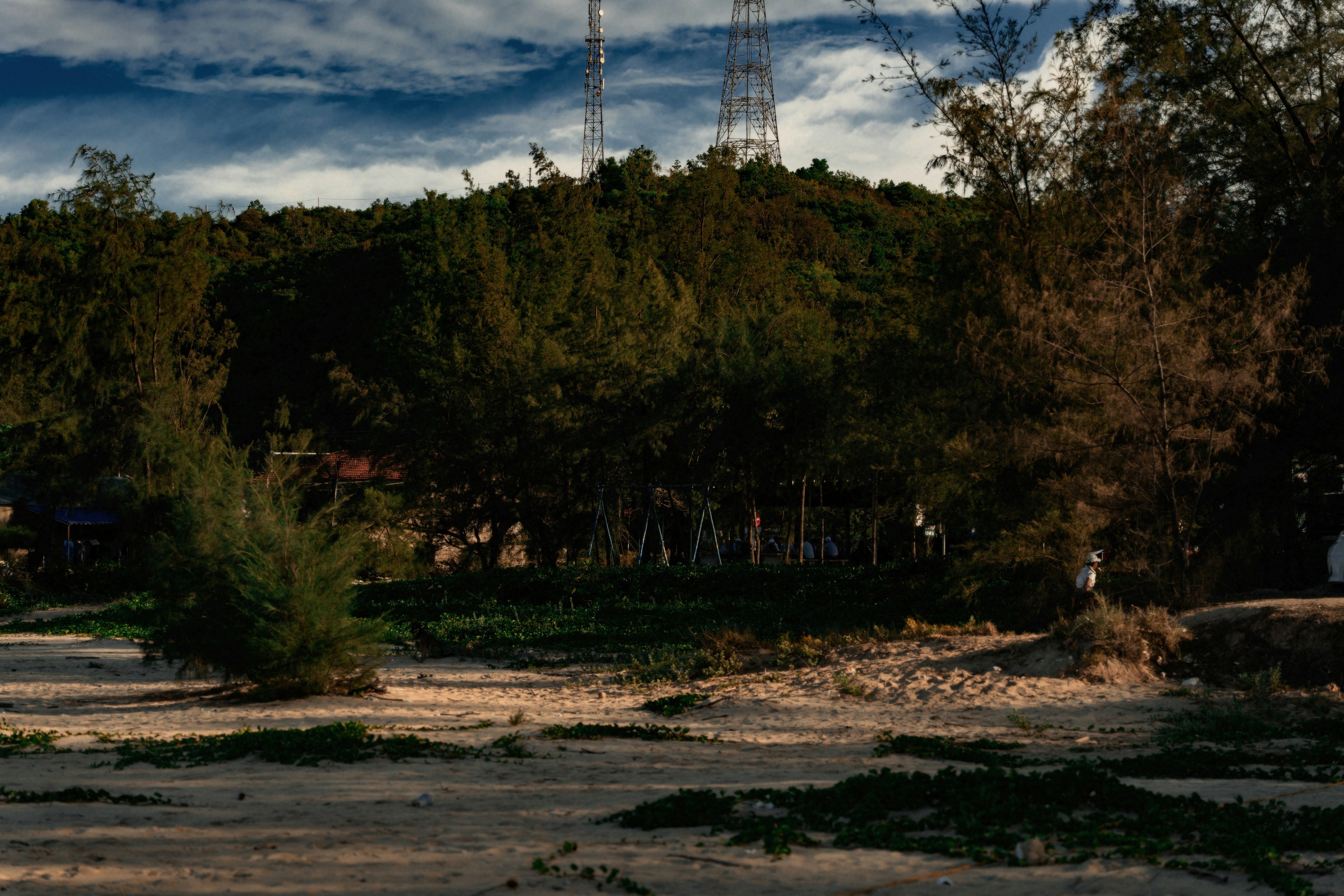 Sunlit Dunes and Pines: A Quiet Coastal Scene