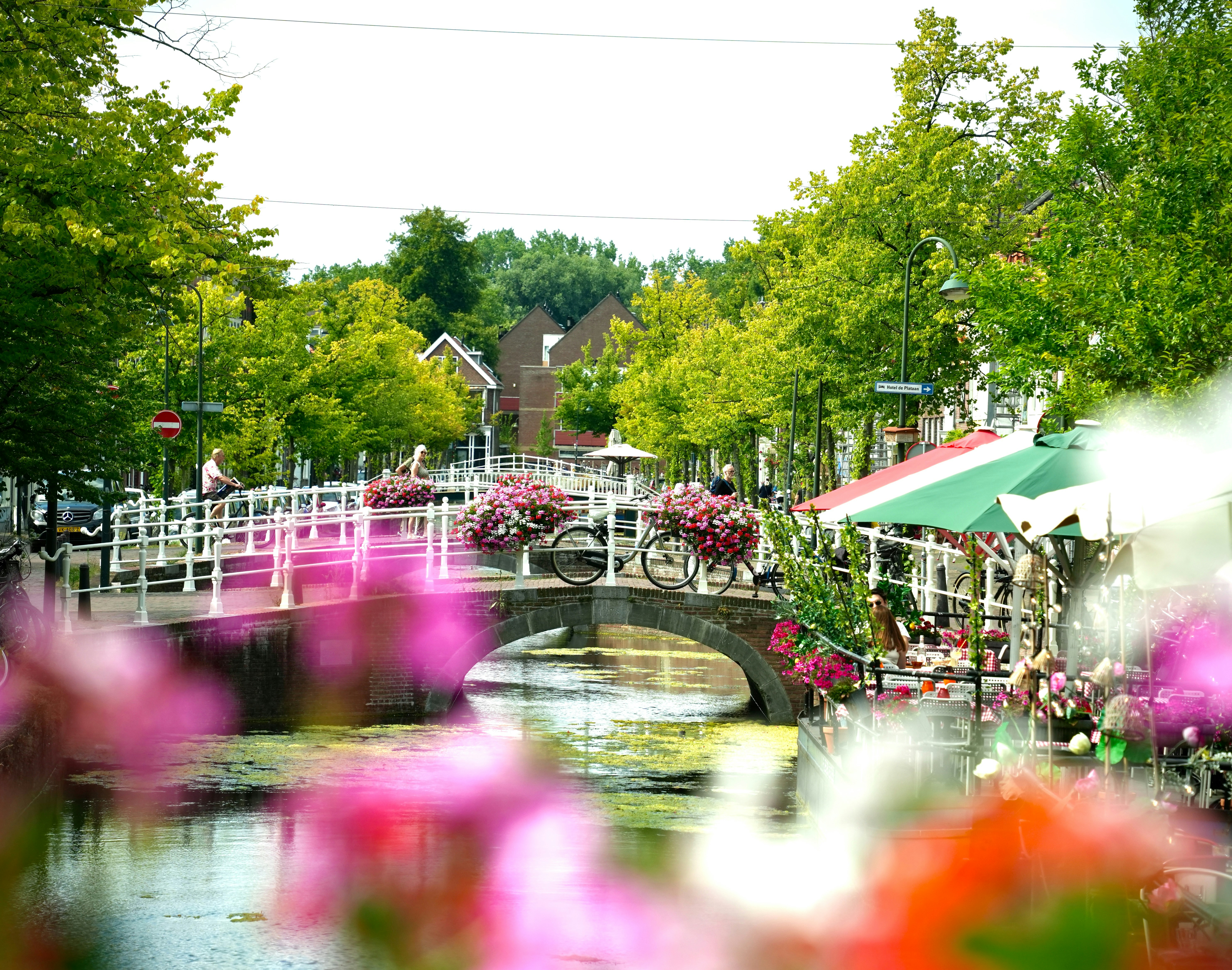 Blossoms Over the Canal: A Town Bridge in Bloom