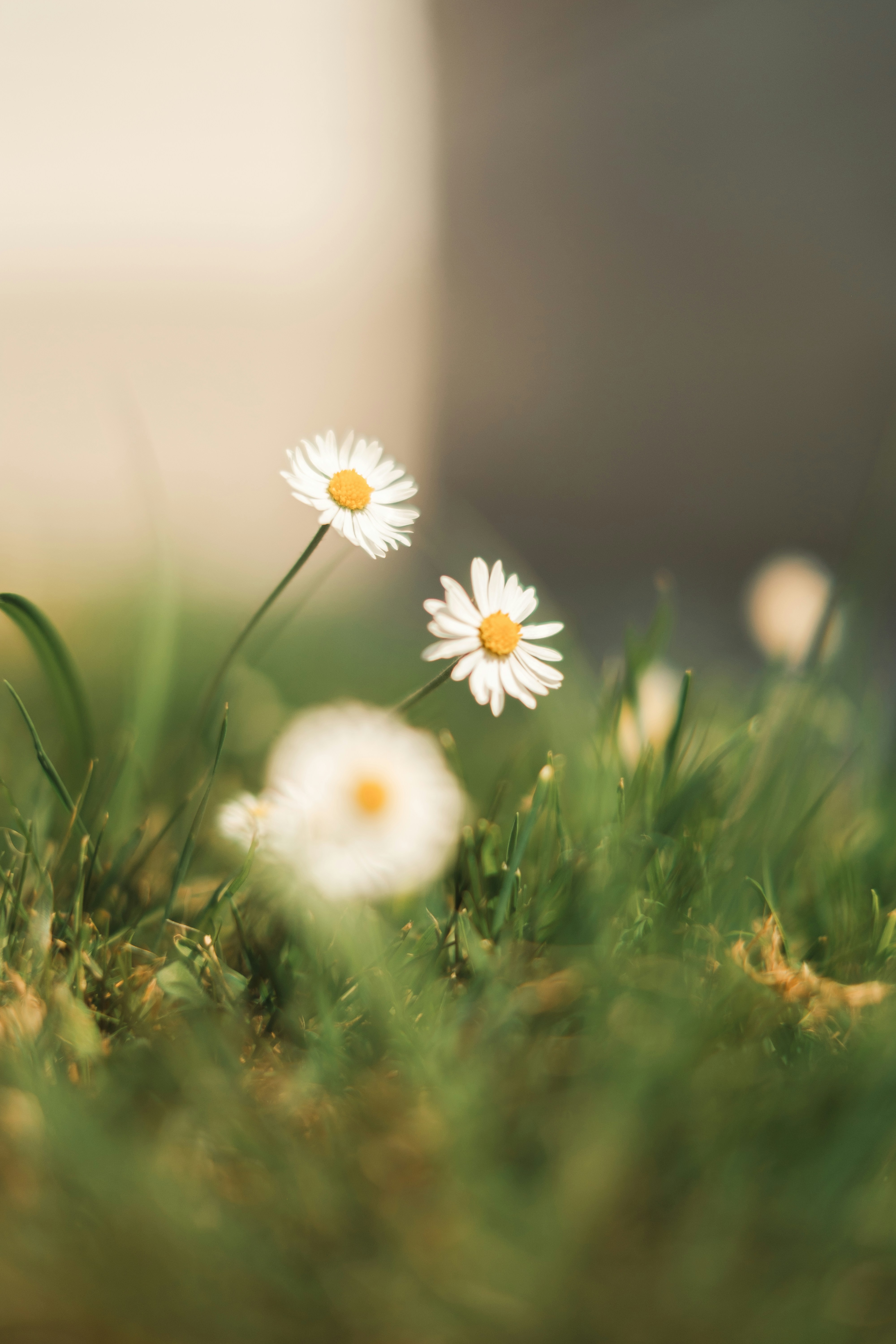 Daisy Bursts of Light in a Gentle Field