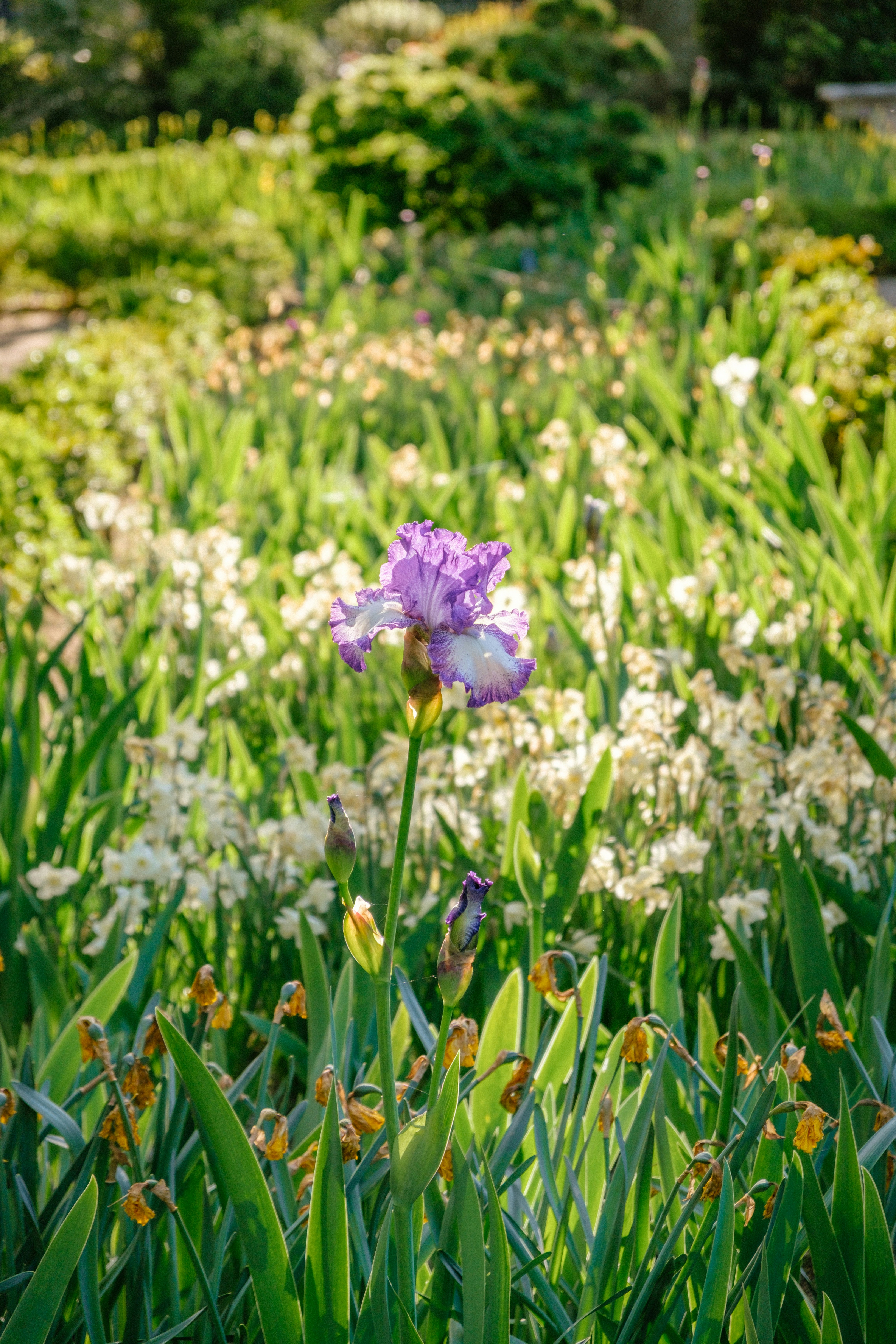 Lavender Iris Rising Above a Sea of Green and White