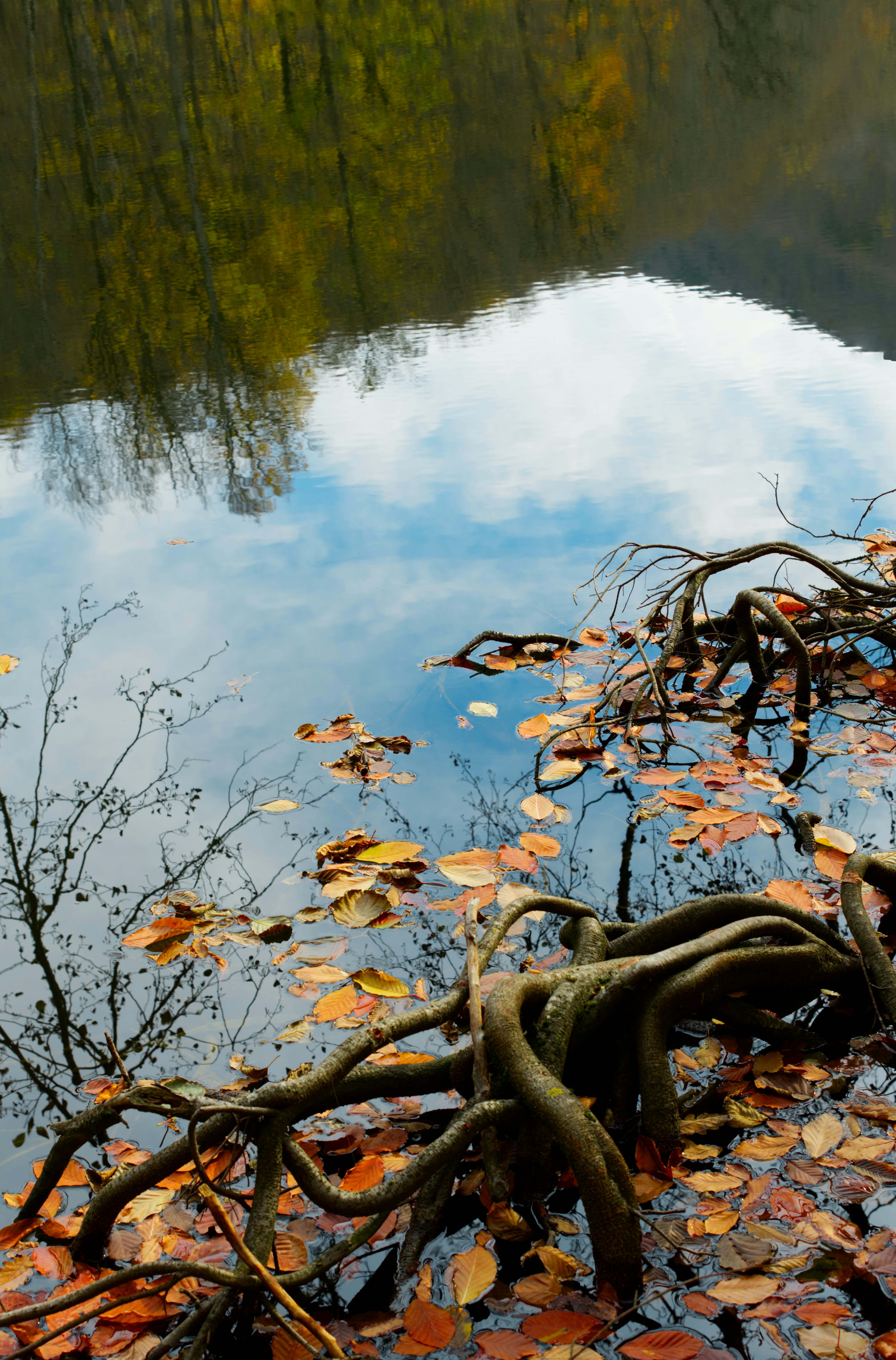 Tangled Roots at the Quiet Lake
