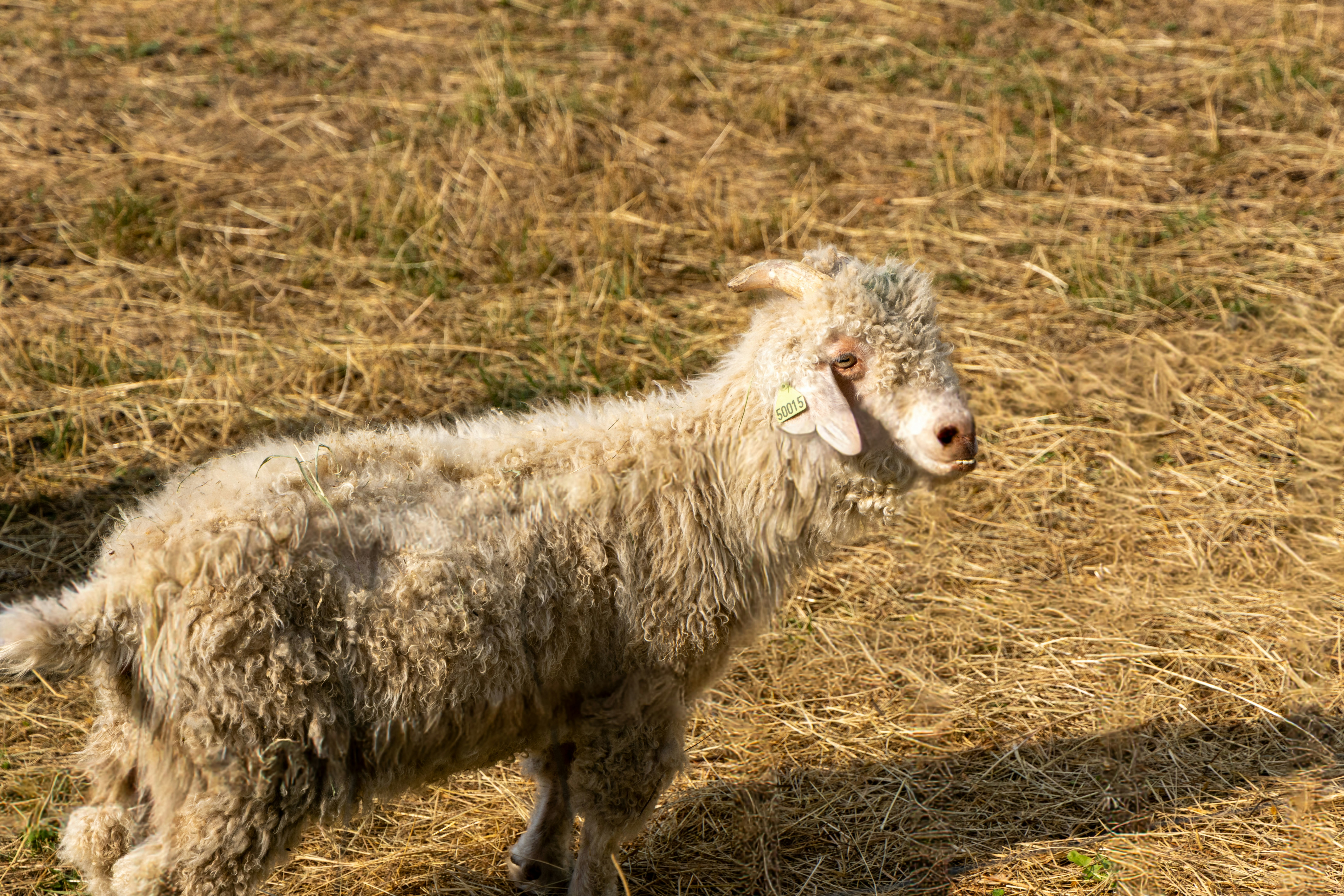 Pasture Scarlet: A Barred Sheep in Autumn Light
