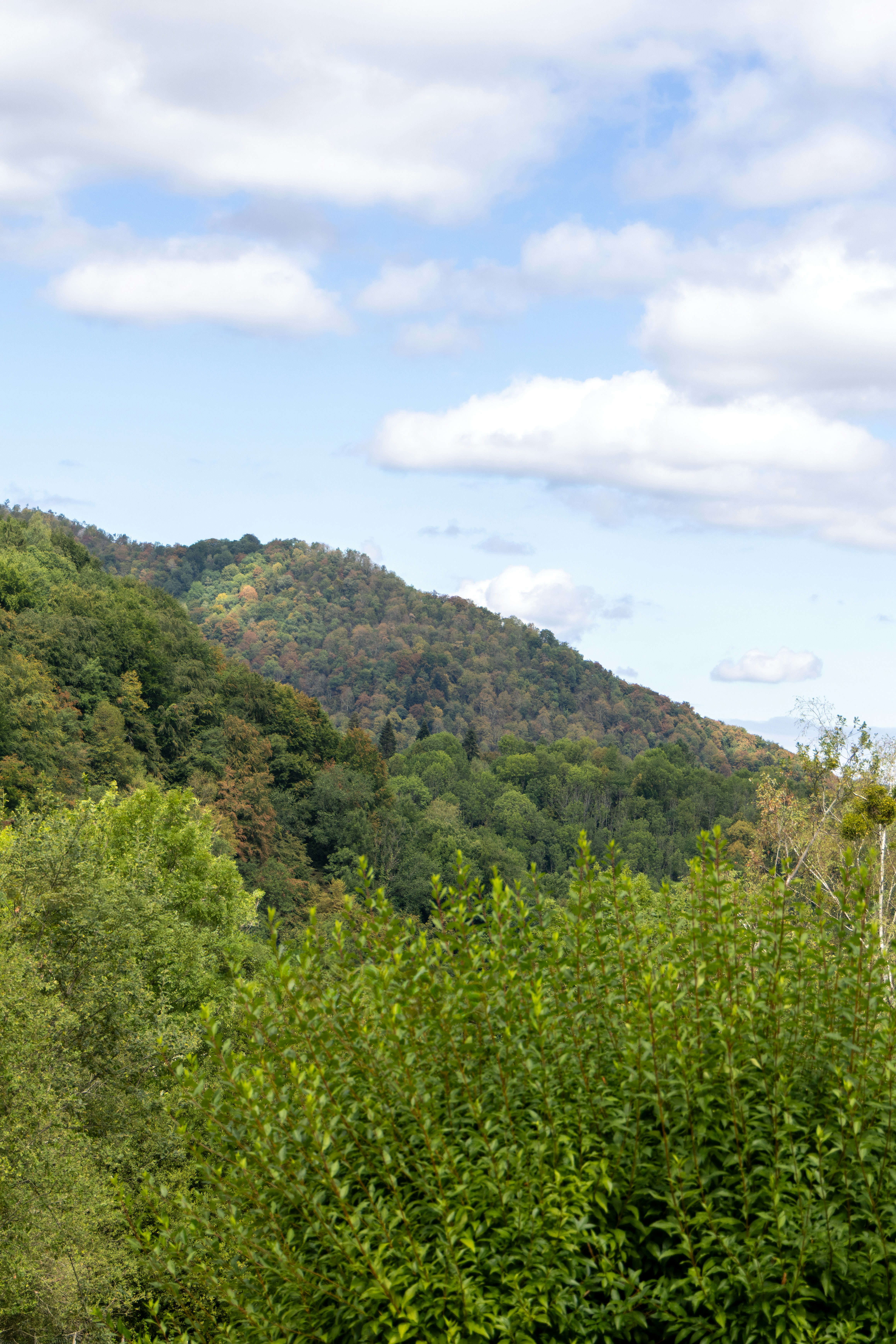 Vast hillside forest under a blue sky with scattered clouds; lush green foliage dominates the lower two-thirds while distant hills form a layered backdrop.