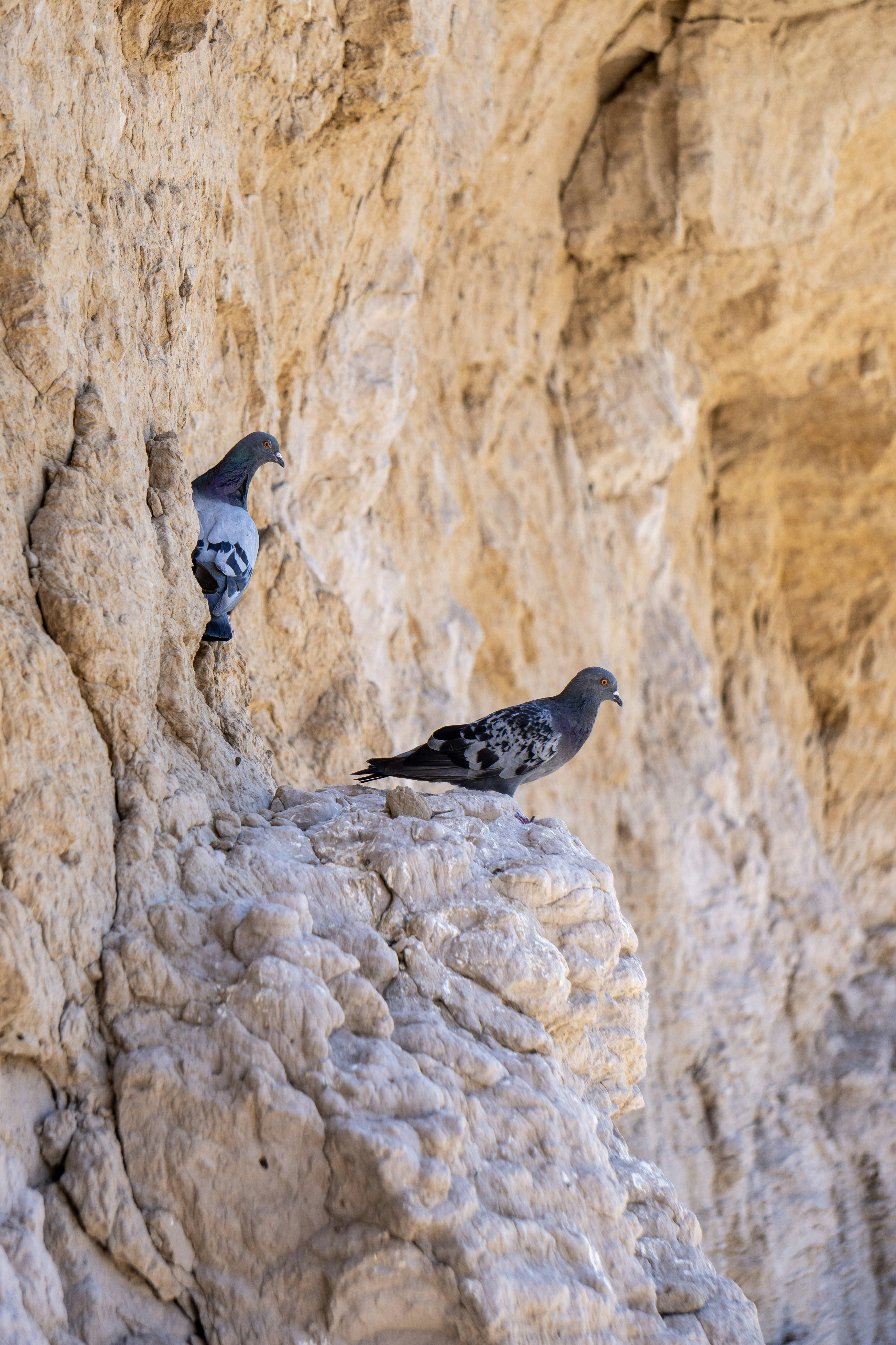 Stone ledge with two rock pigeons balancing on a sunlit cliff