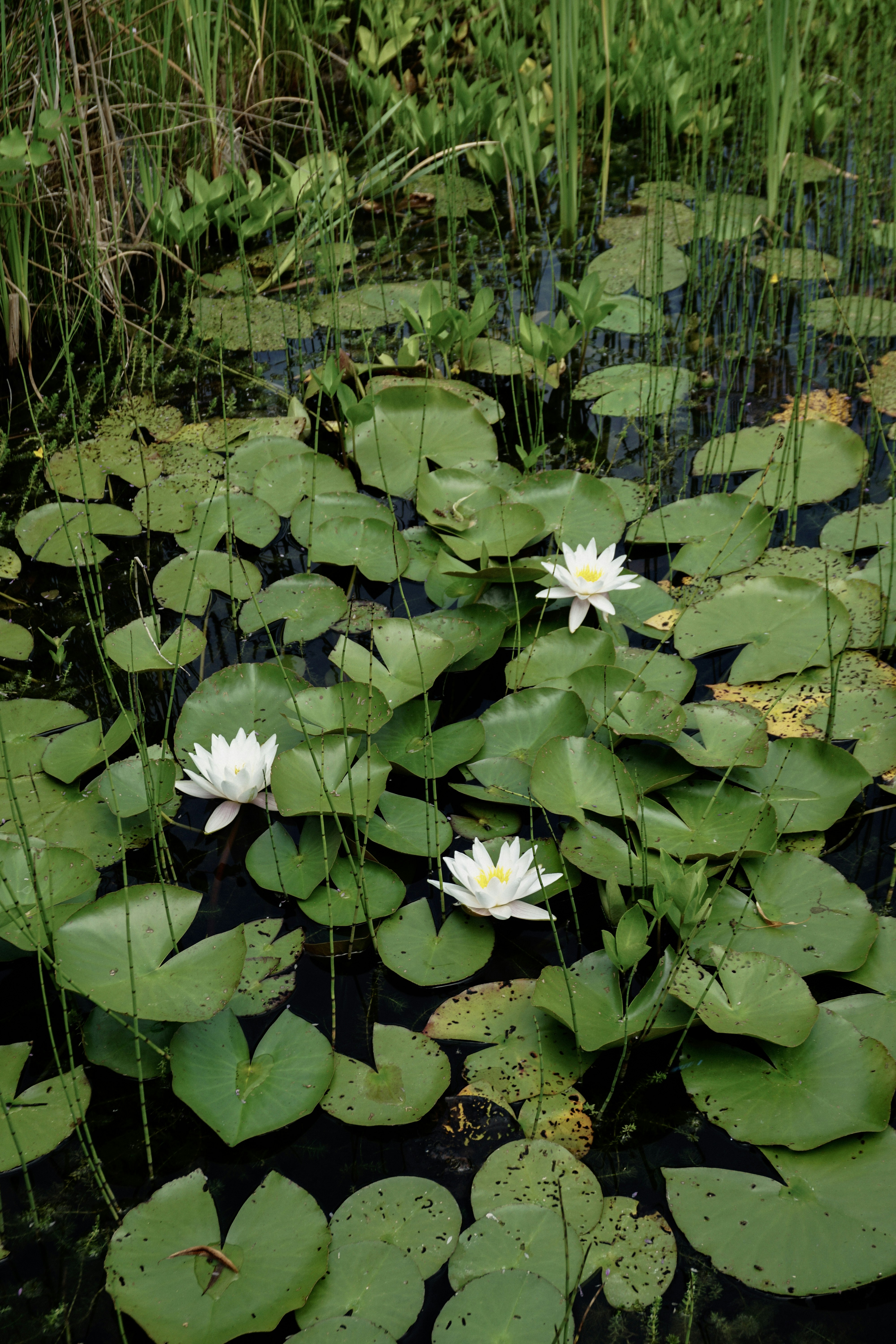 Three White Water Lilies Drifting Among Green Lily Pads in Afternoon Pond