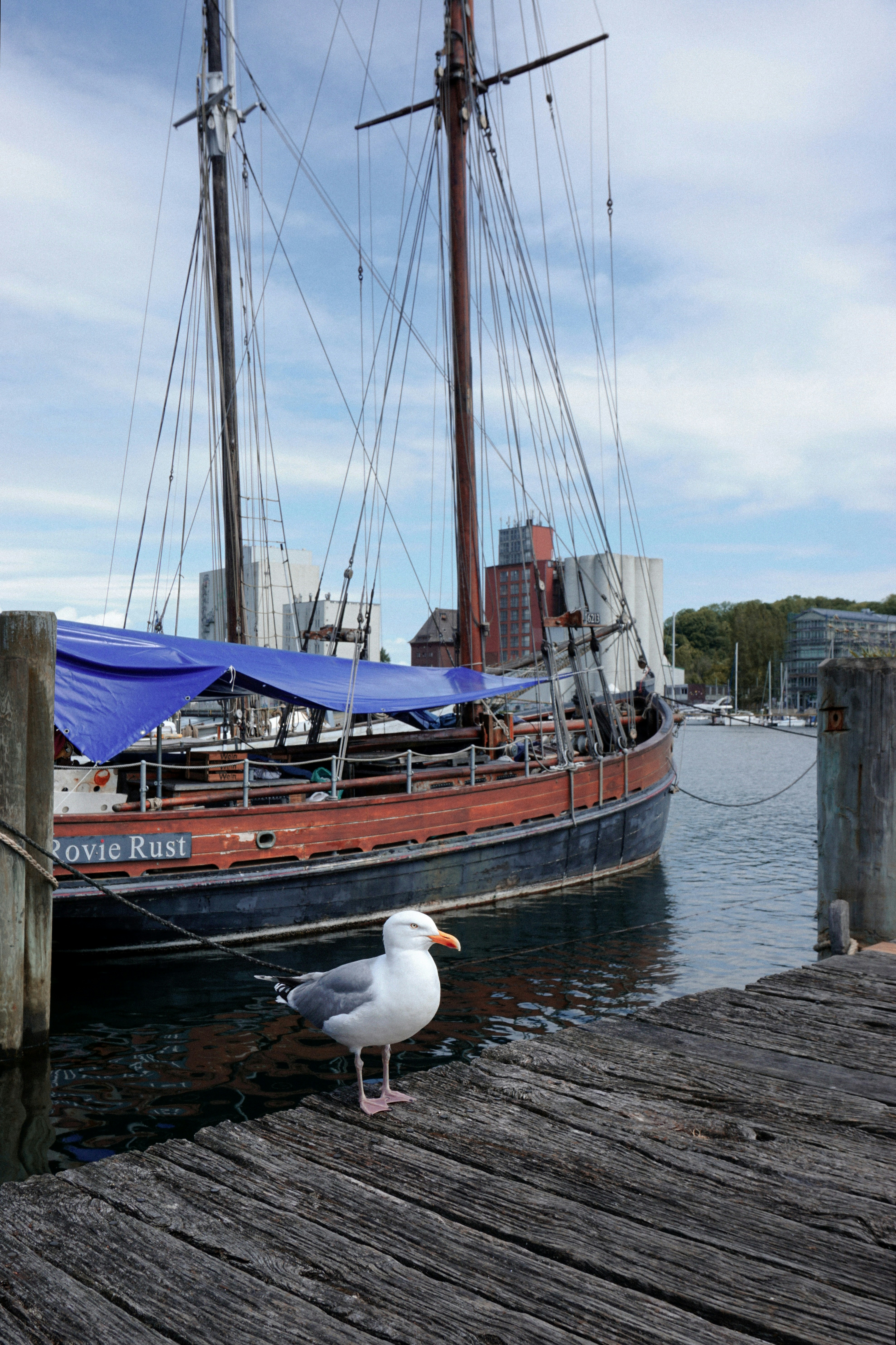 Seagull Sentinel at the Dock: A Sailboat Backdrop