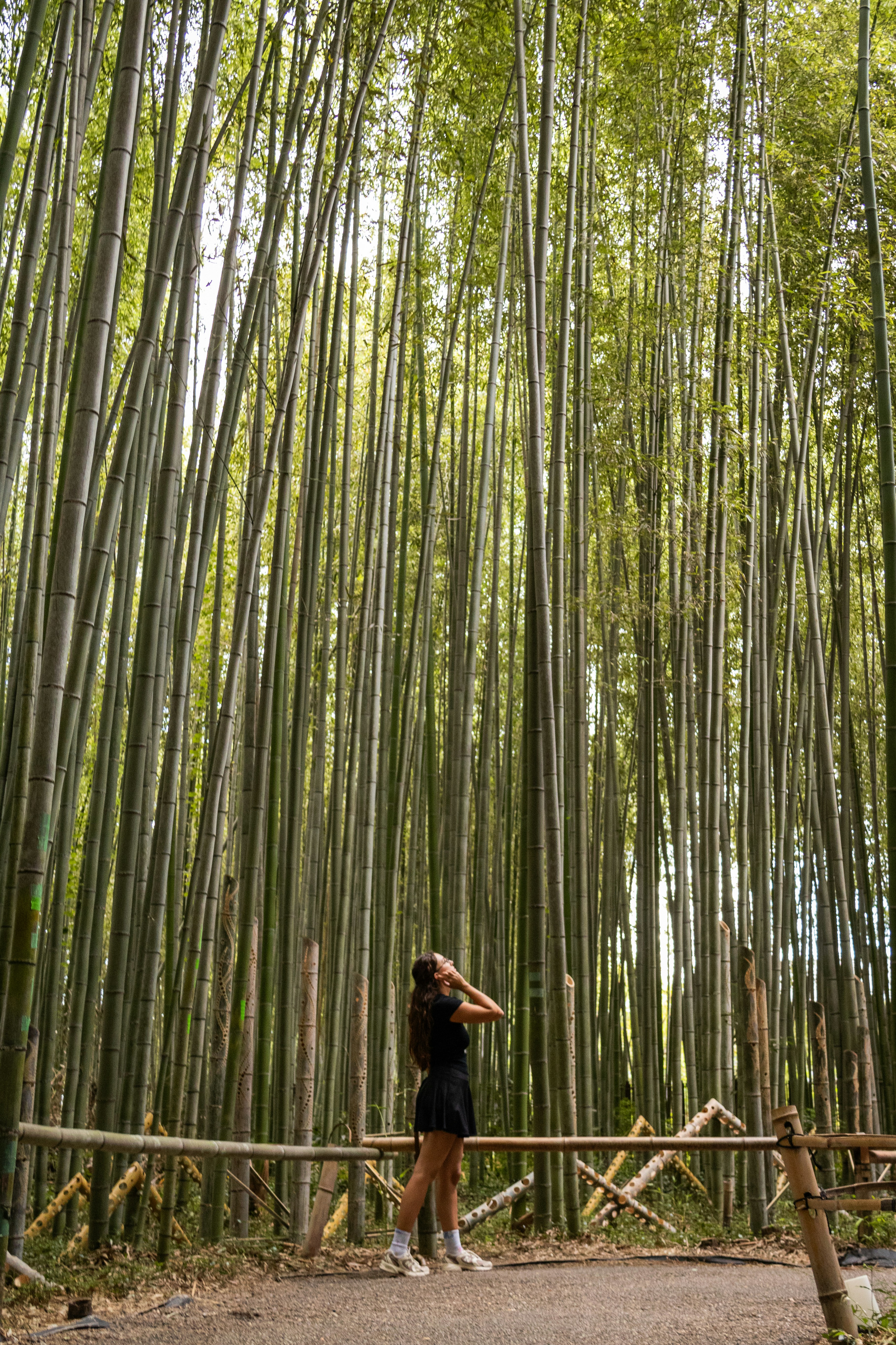 Bamboo Corridor: Quiet Figure Among a Forest of Slender Sentinels