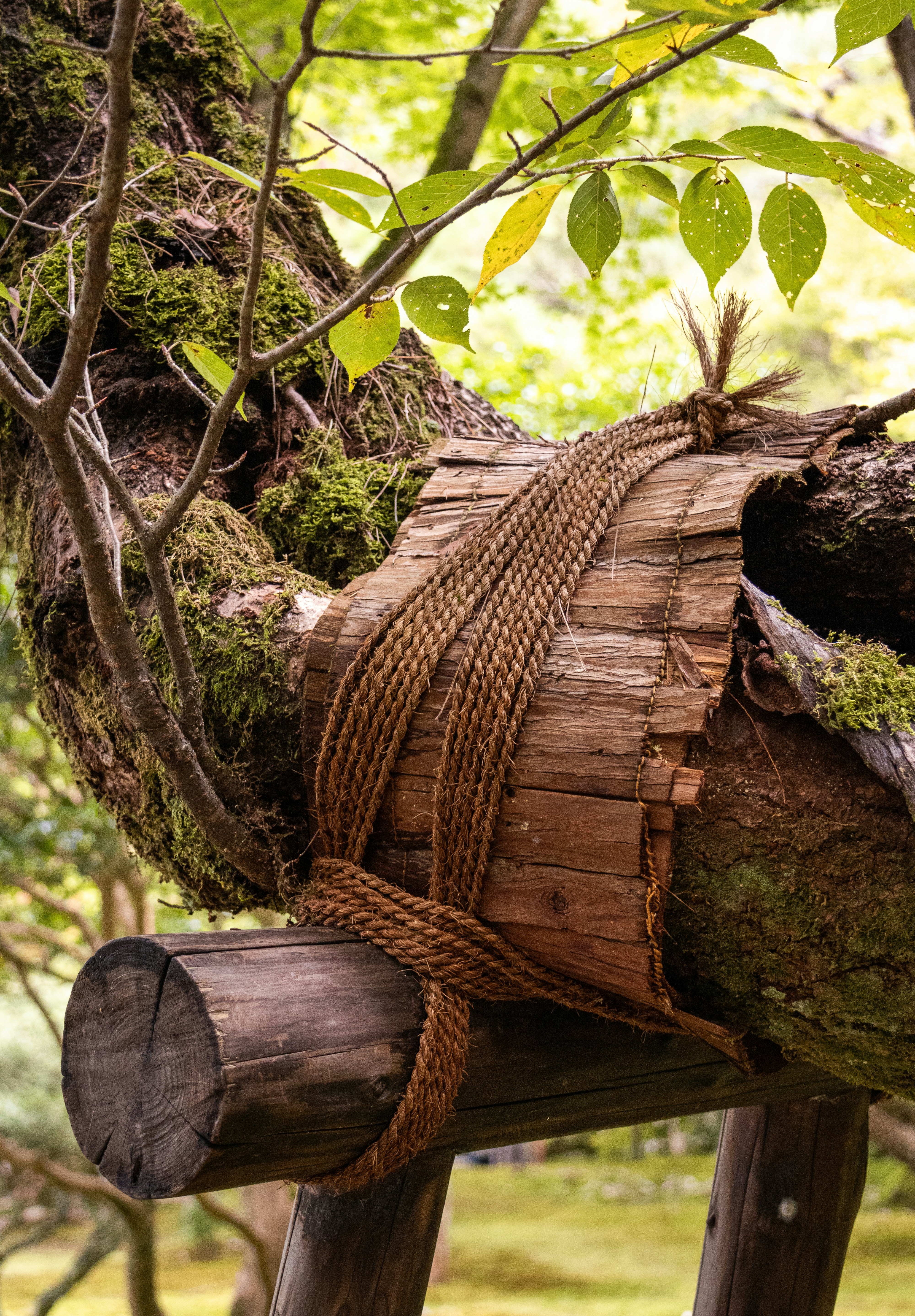Rope-Wrapped Log Bridge Across a Mossy Trunk