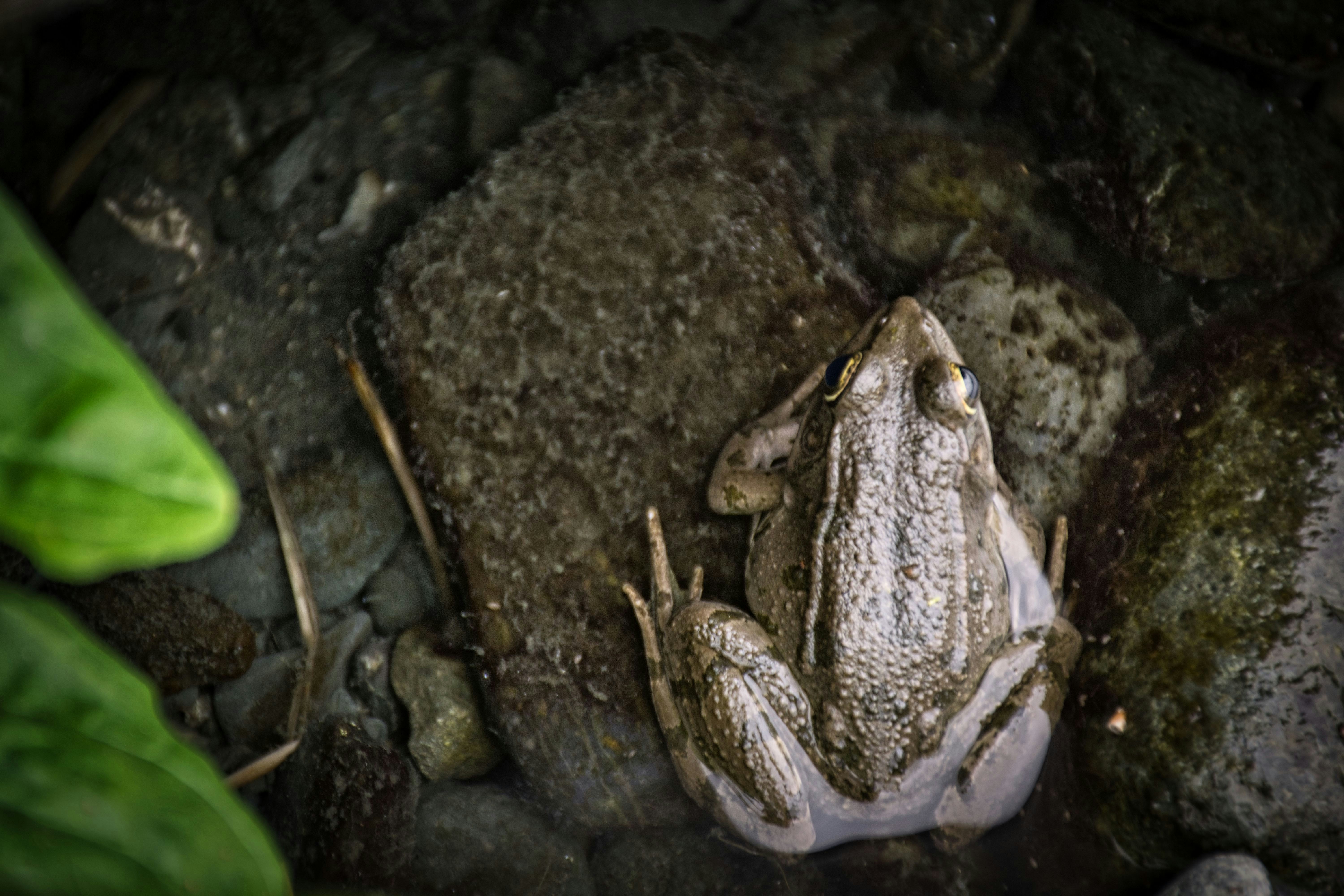 Camouflaged Green-Sand Frog Amid Mossy Stones