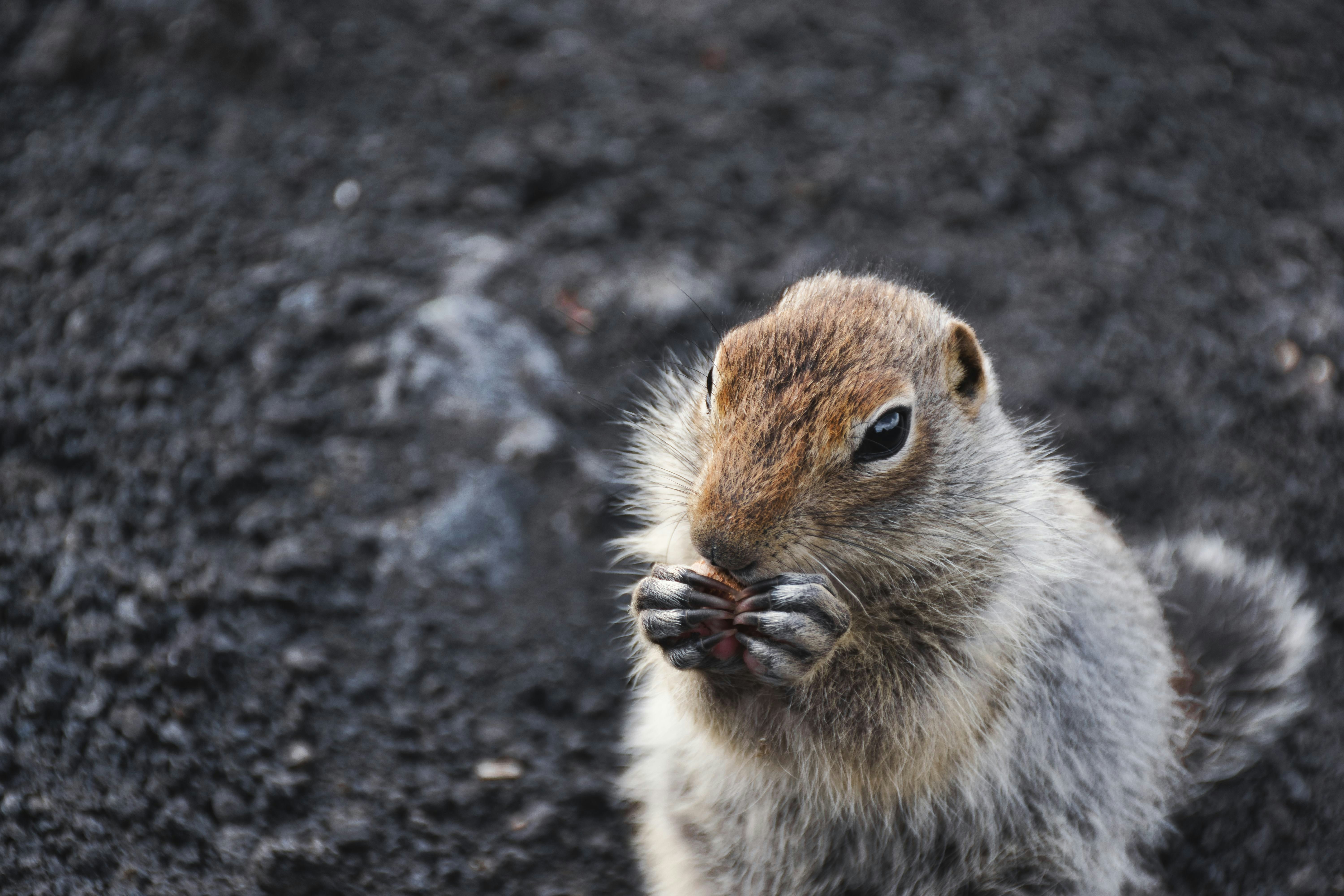 Chipmunk Portrait: attentive gaze amid the rocky backdrop