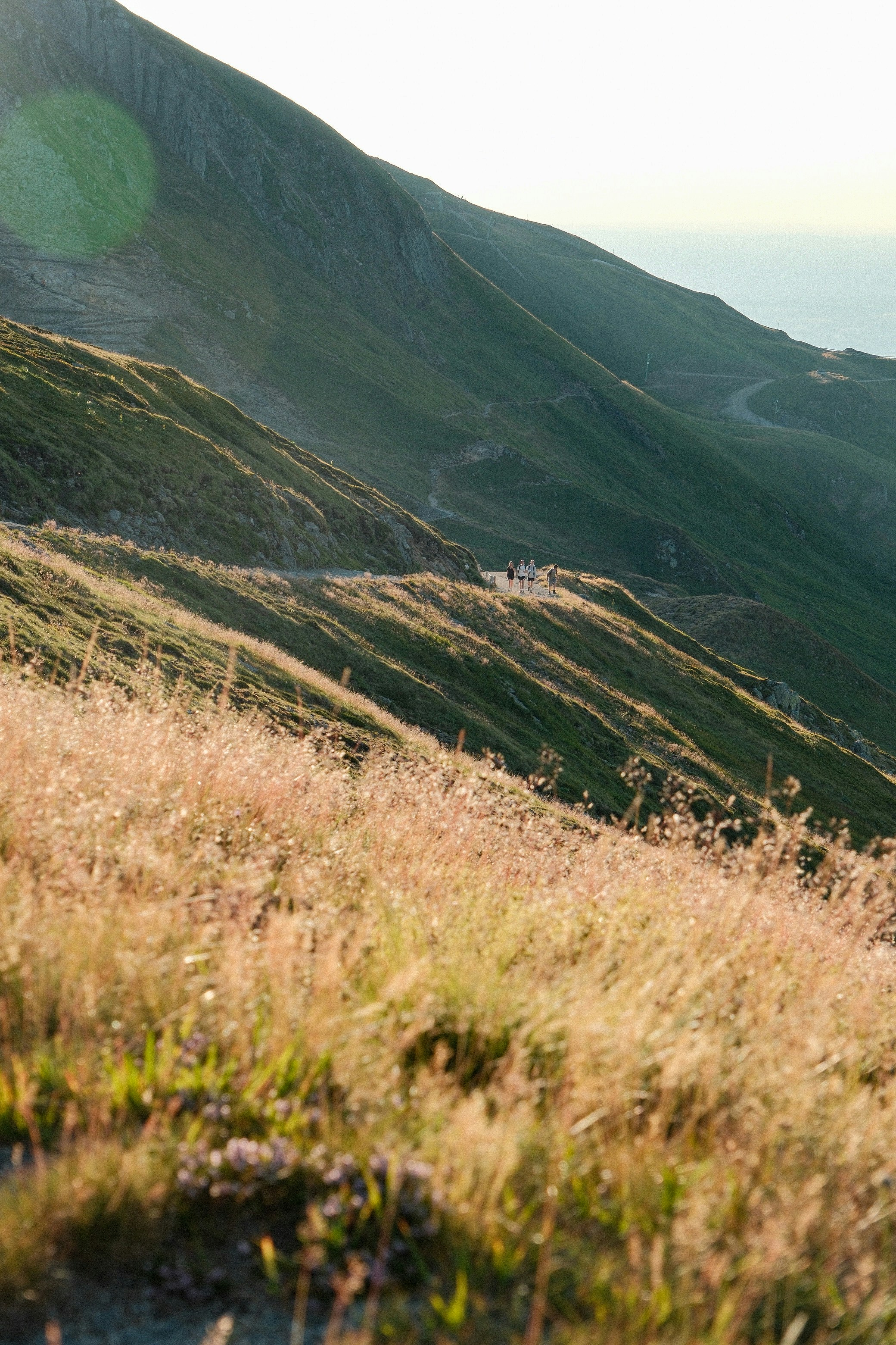 Hikers on a Ridge: Solitary Path Through Golden Grass