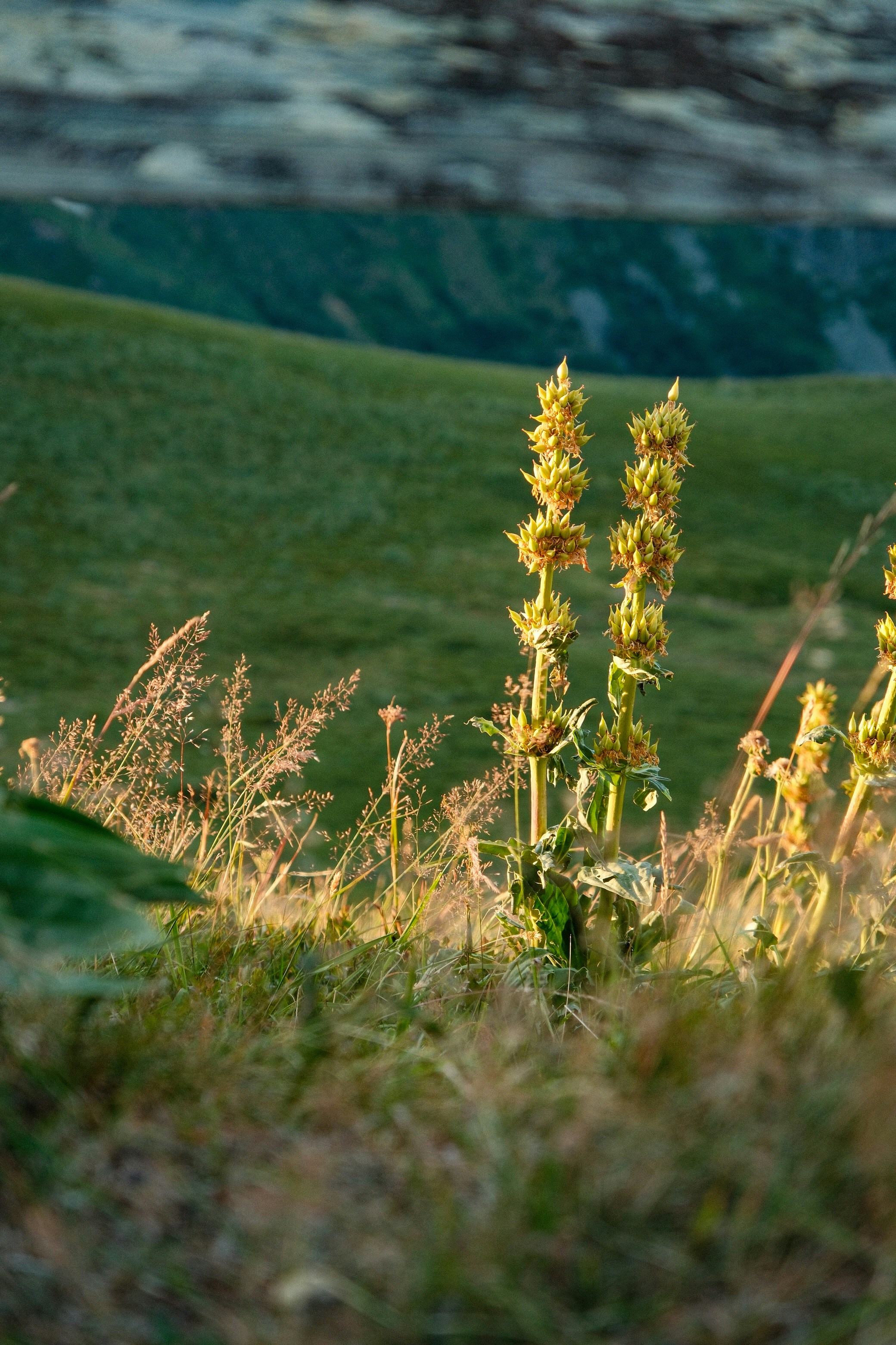 Golden Stalks in Clear Meadow Light