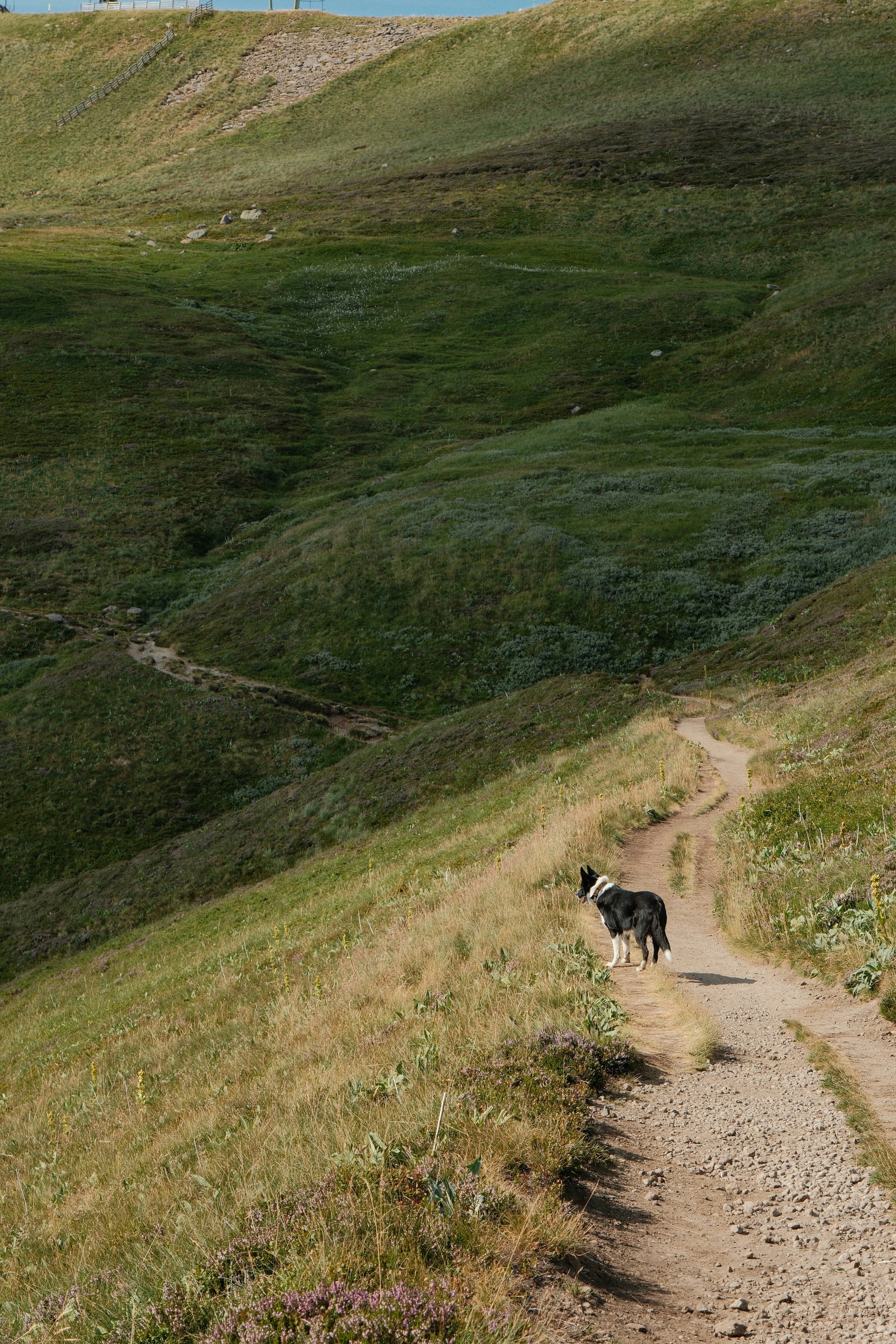 Trail to the Wolf: A Lone Hiker by the winding hillside path