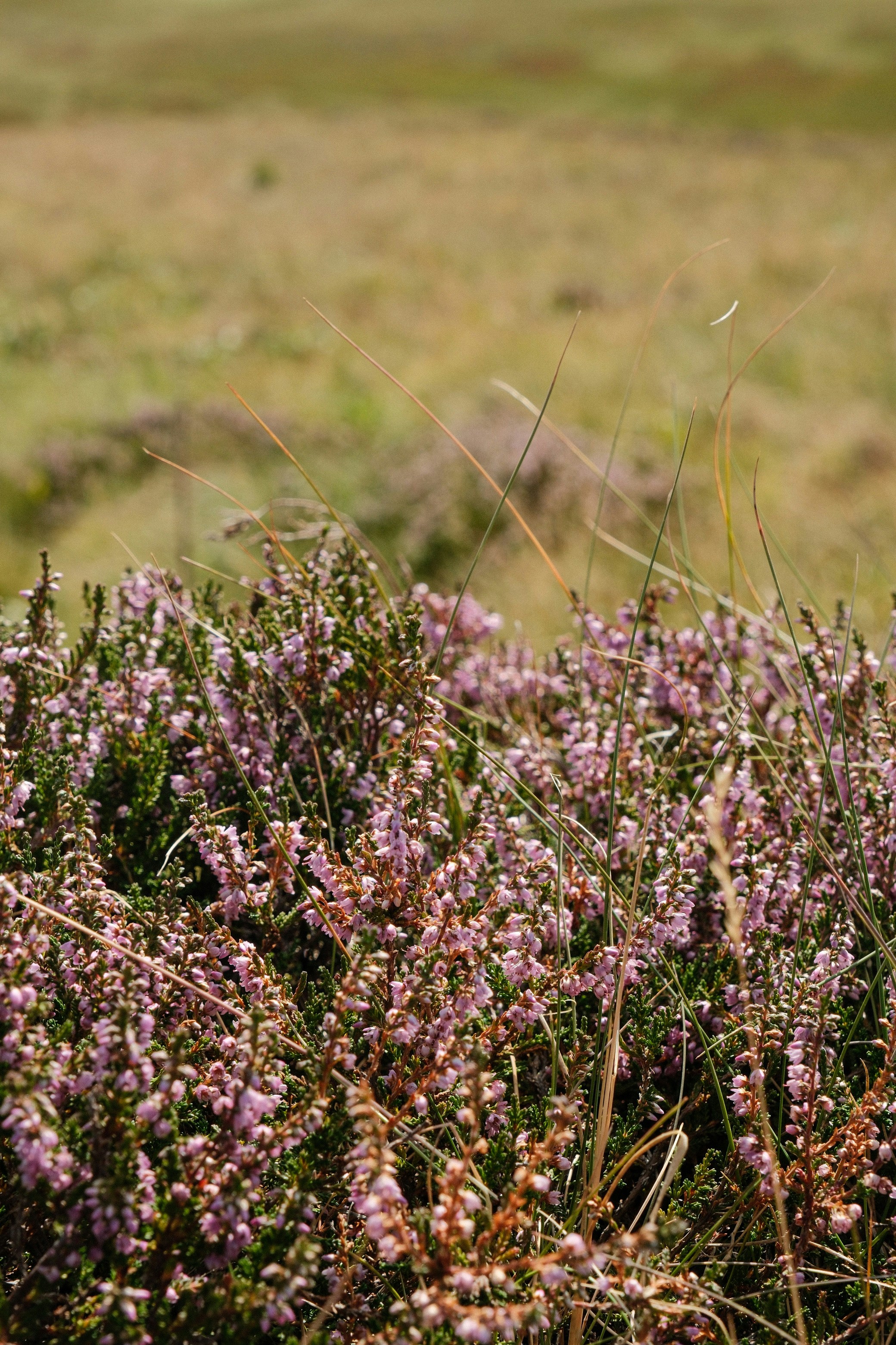 Purple heather in sunlit meadow, close-up foreground with a soft bokeh background