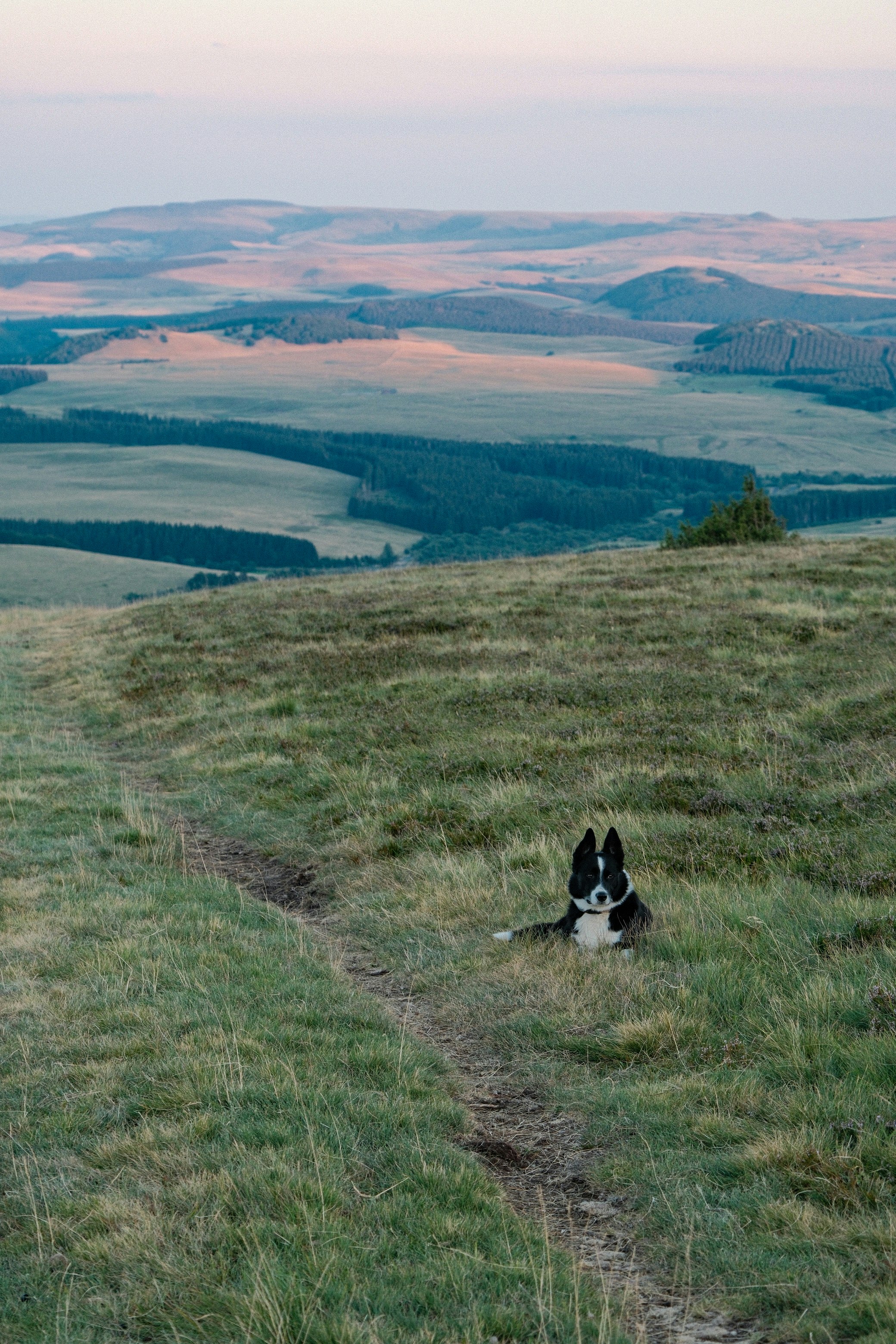 Horizon Ridge: A Lone Border Collie Guarding the Dusk Path
