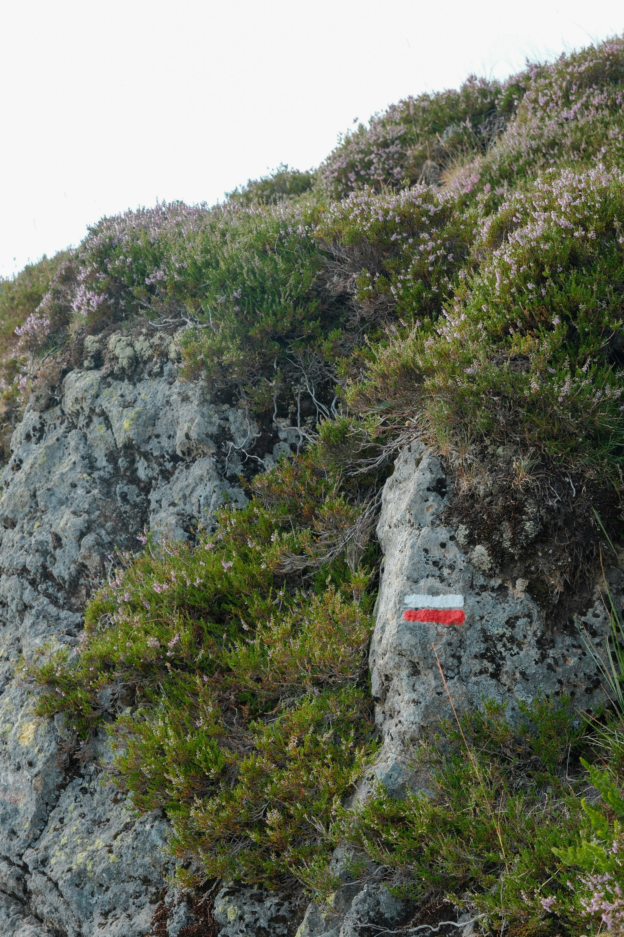 Trail Marker on Weathered Cliff: Red Stripe Amid Coastal Scrub