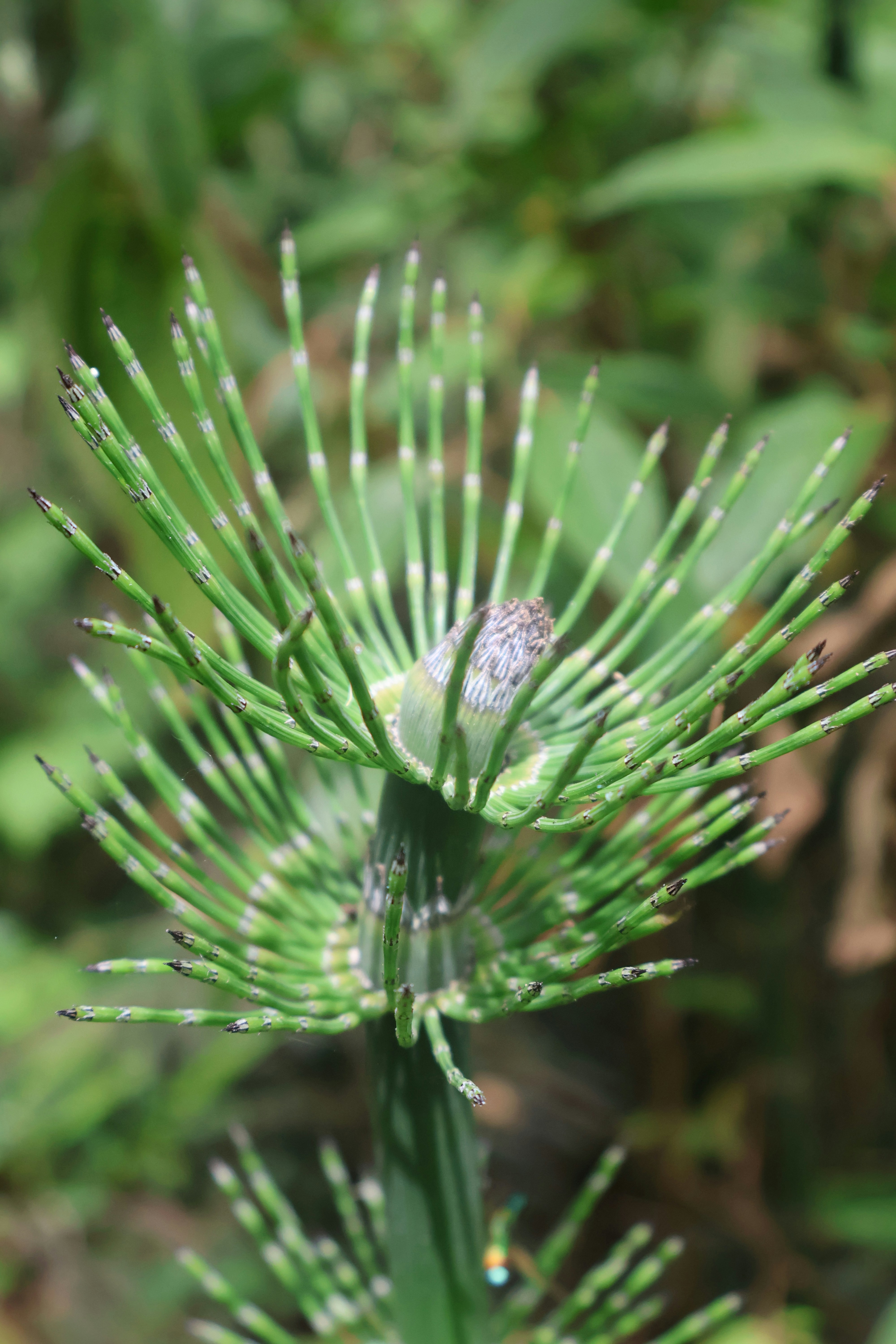 Macro shot of a pine cone emerging with radiating green needles, set against a blurred natural background. Close-up study of texture and symmetry, captured as a naturalist detail shot.
