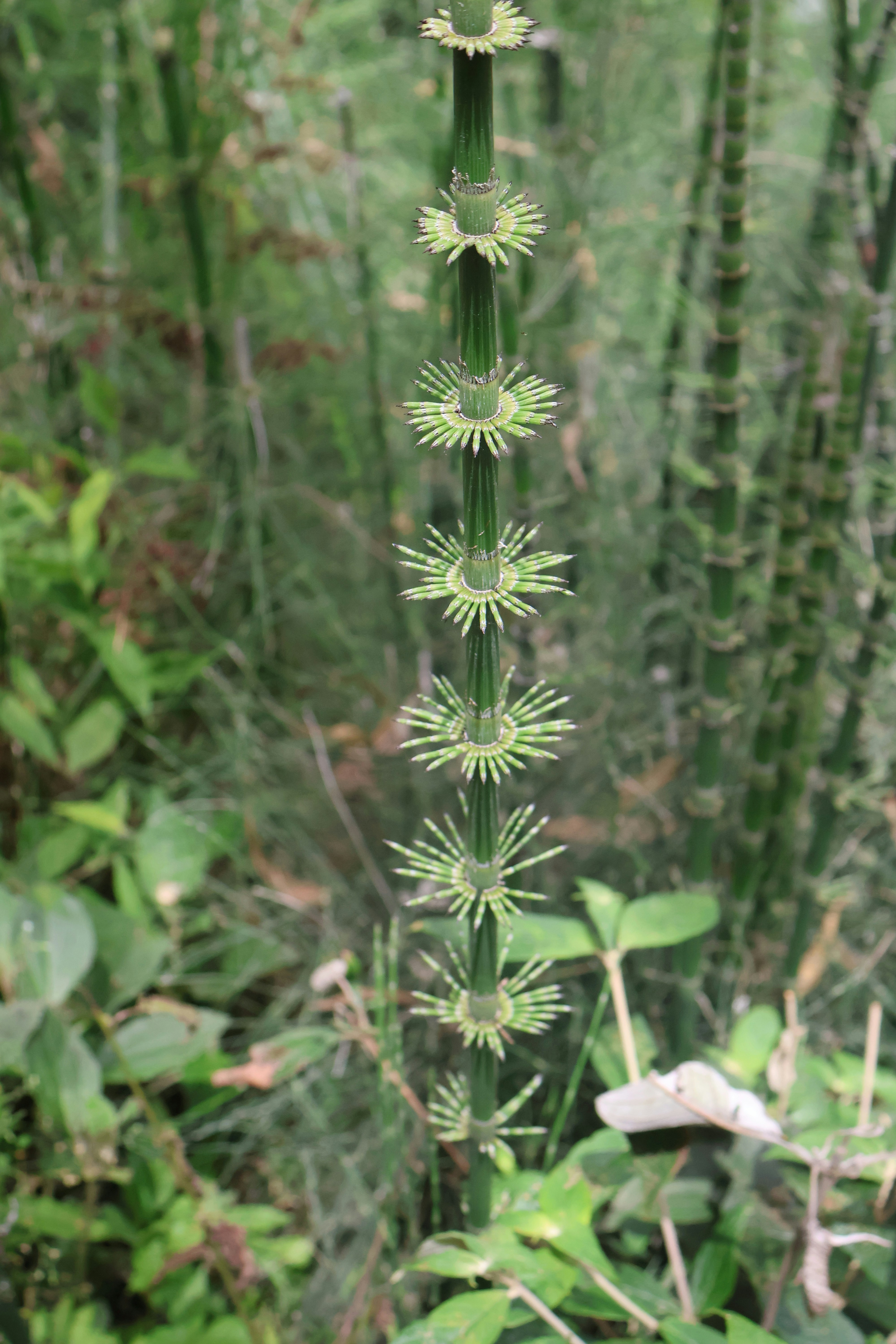 Tall green spike with radiating leaf-like bracts rising through a forest undergrowth
