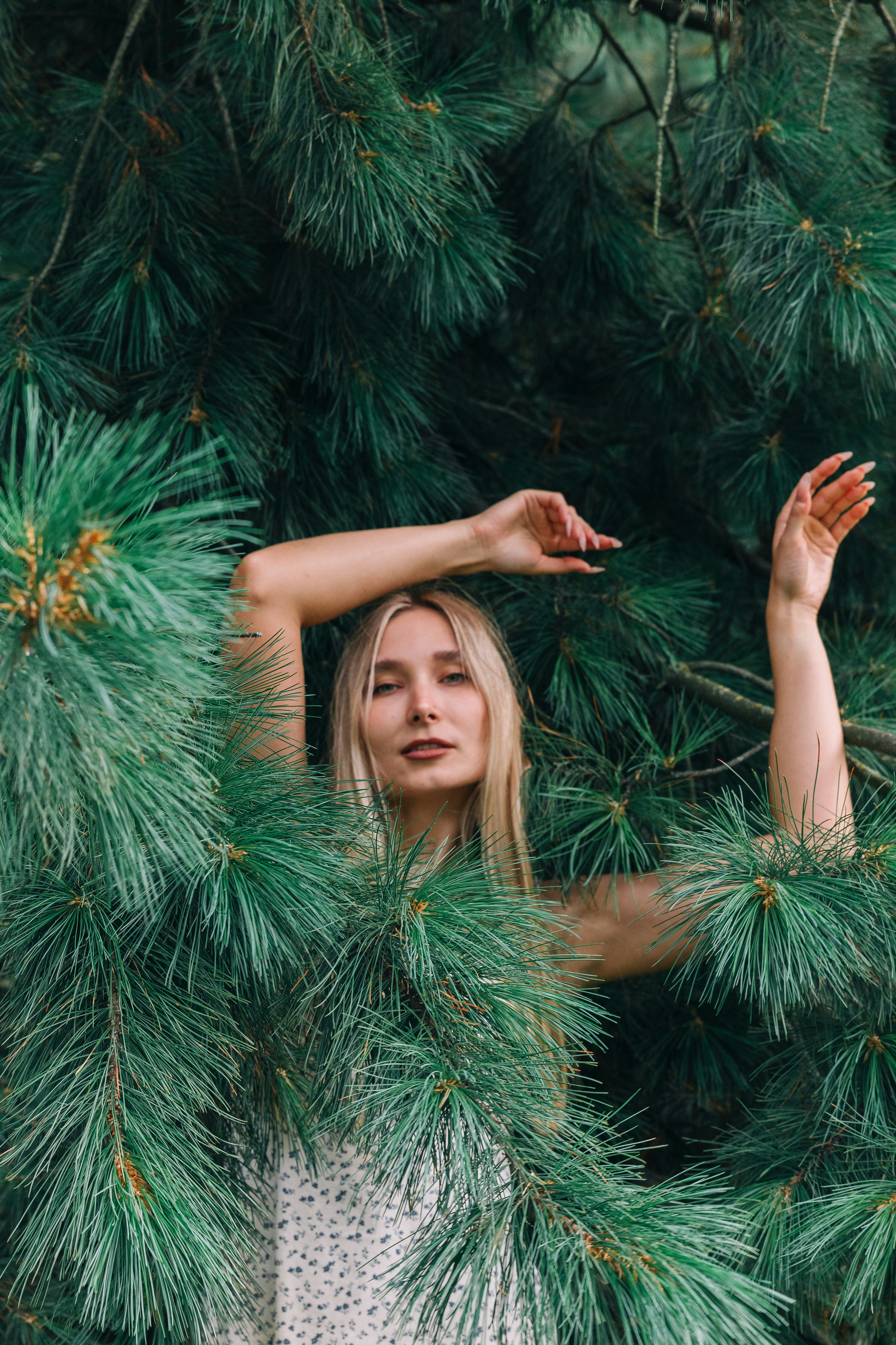Emerald Pines: A Poised Portrait Within Conifer Veils
