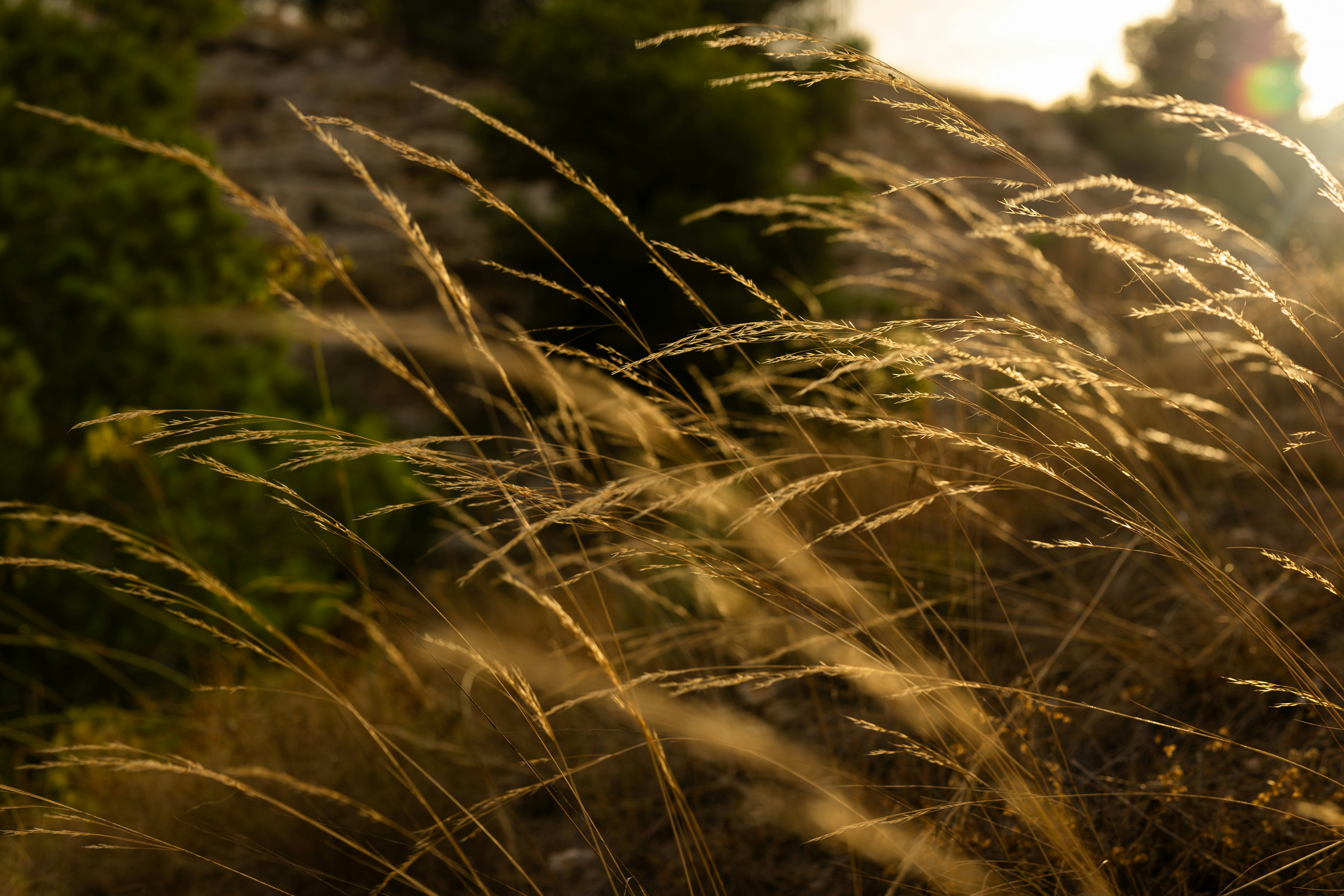 Golden Grass in Dusk: Motion and Light in a Quiet Field