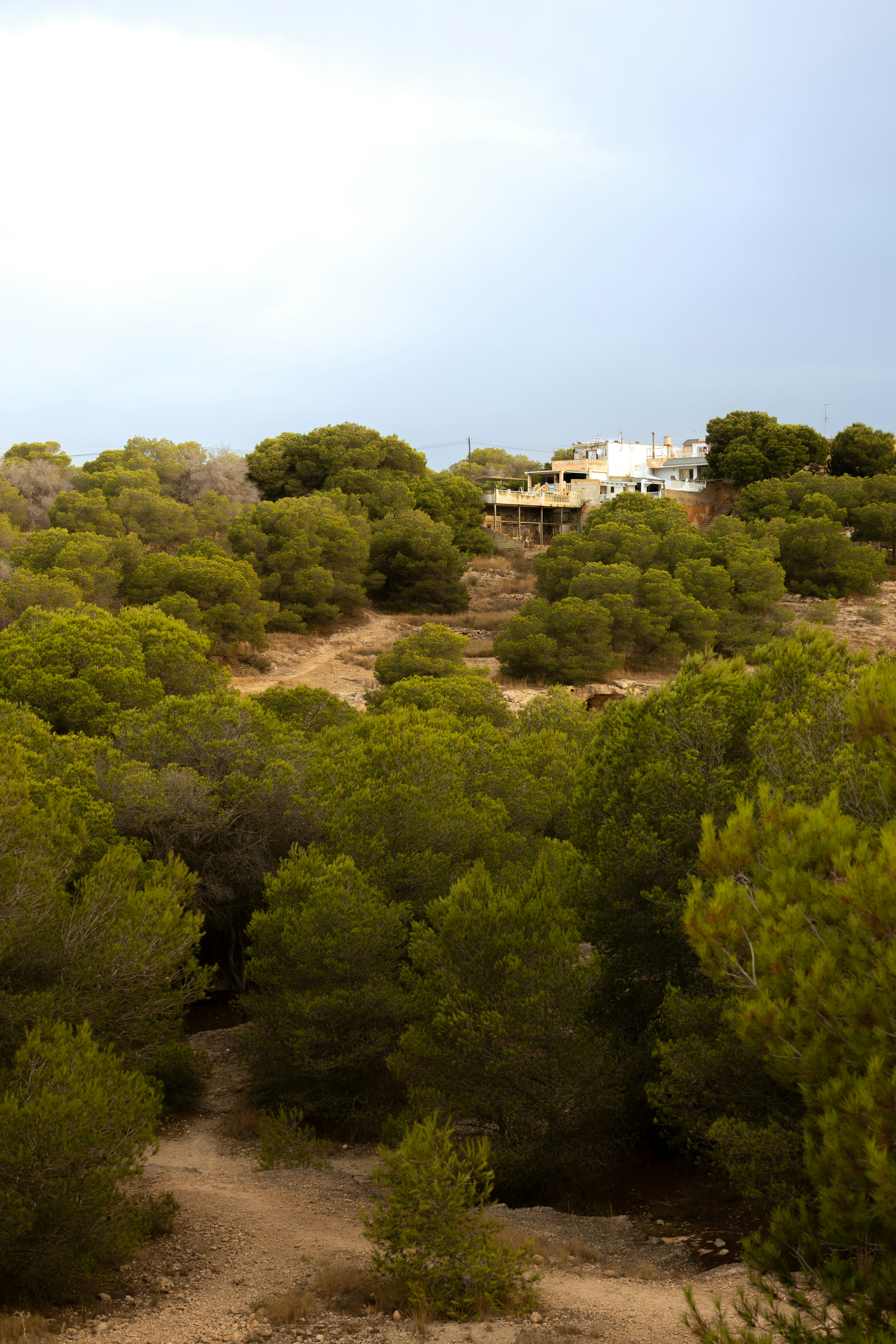 House on the Hilltop Surrounded by Pines