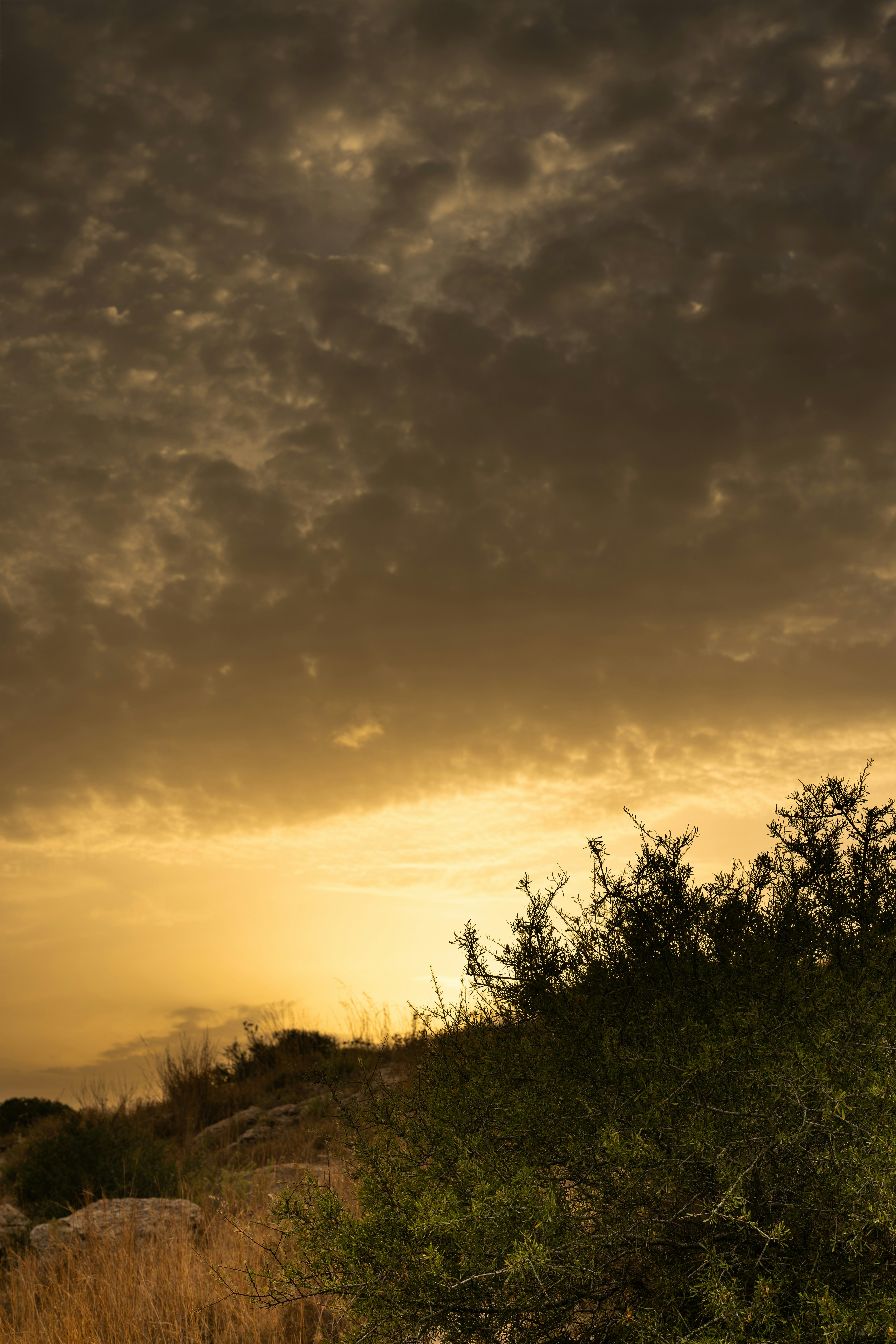 Golden Hour Over the Brush: Dunes and Sky