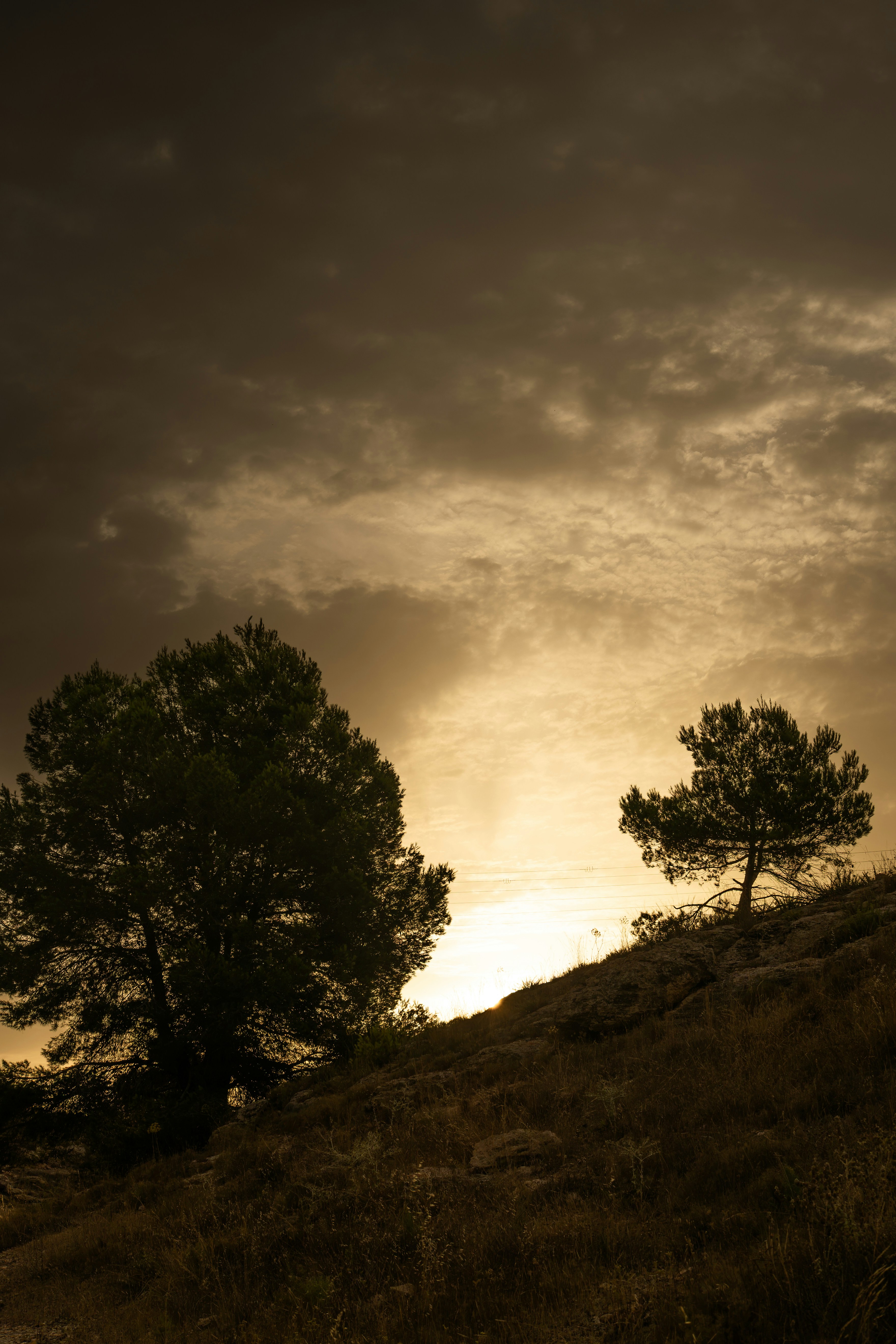 Silhouetted pines on a hillside at golden hour