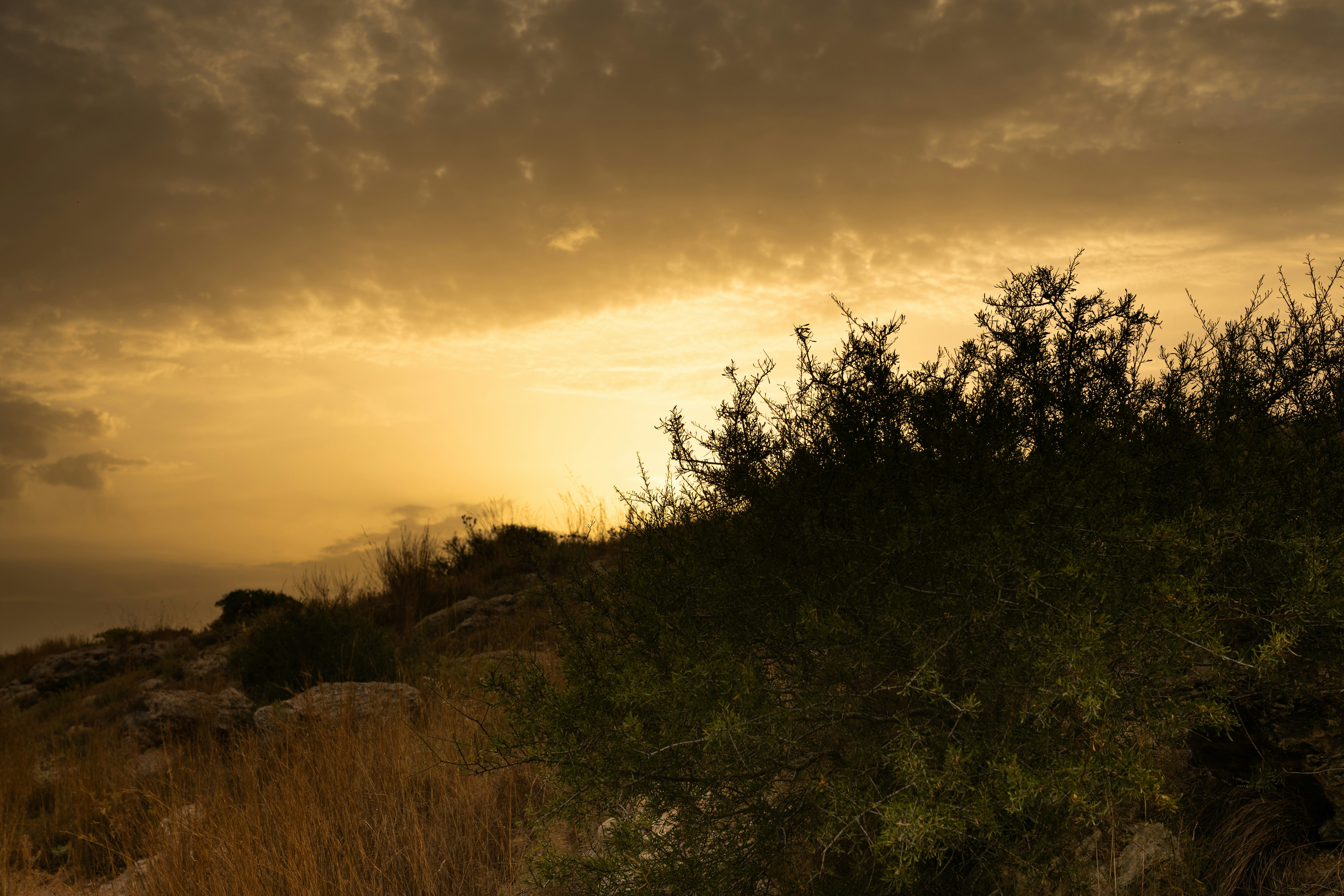 Hushed Dunes at Dusk: Silhouetted Brush Against a Golden Horizon