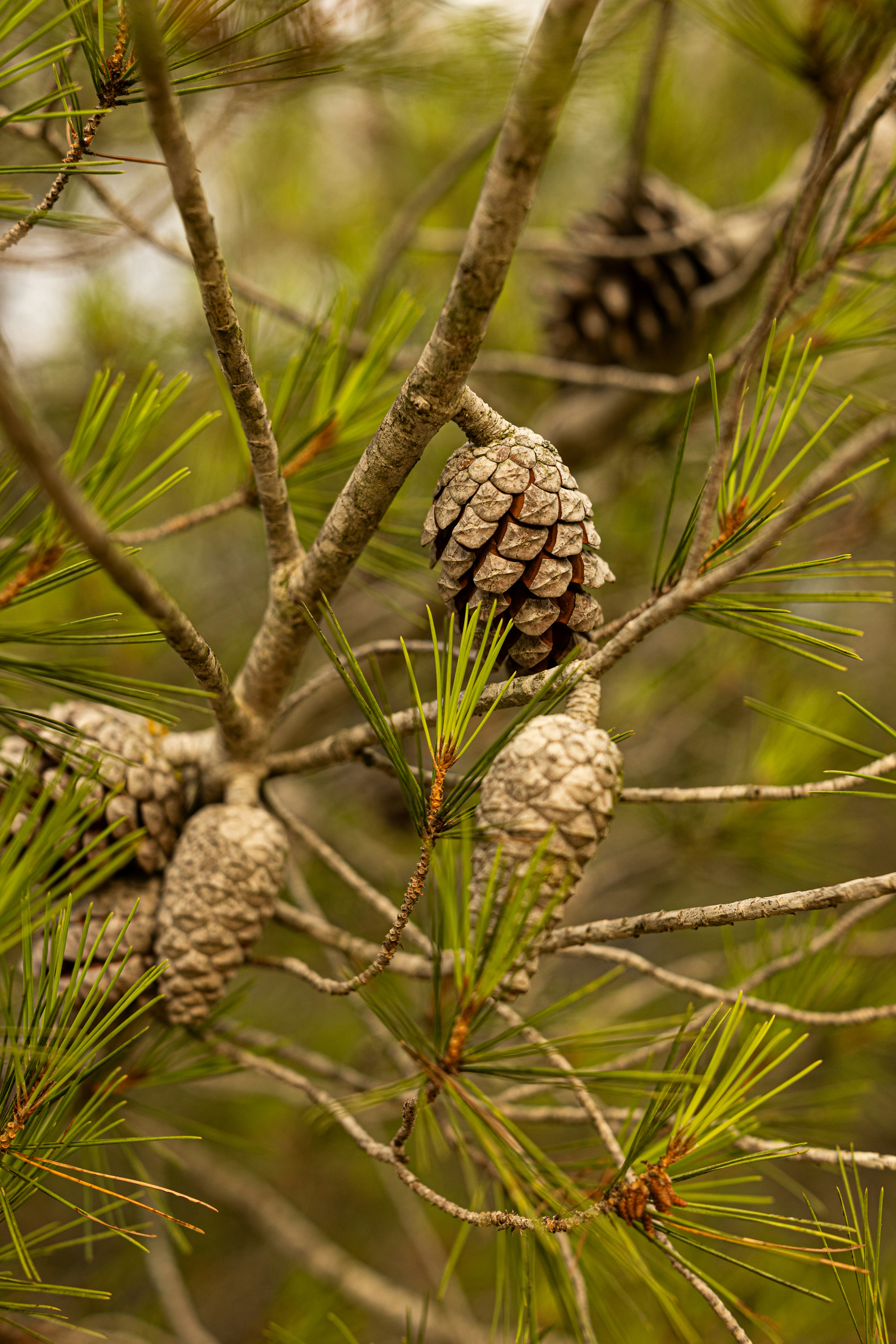 Cone and Pine: Silent Treasures on a Branch