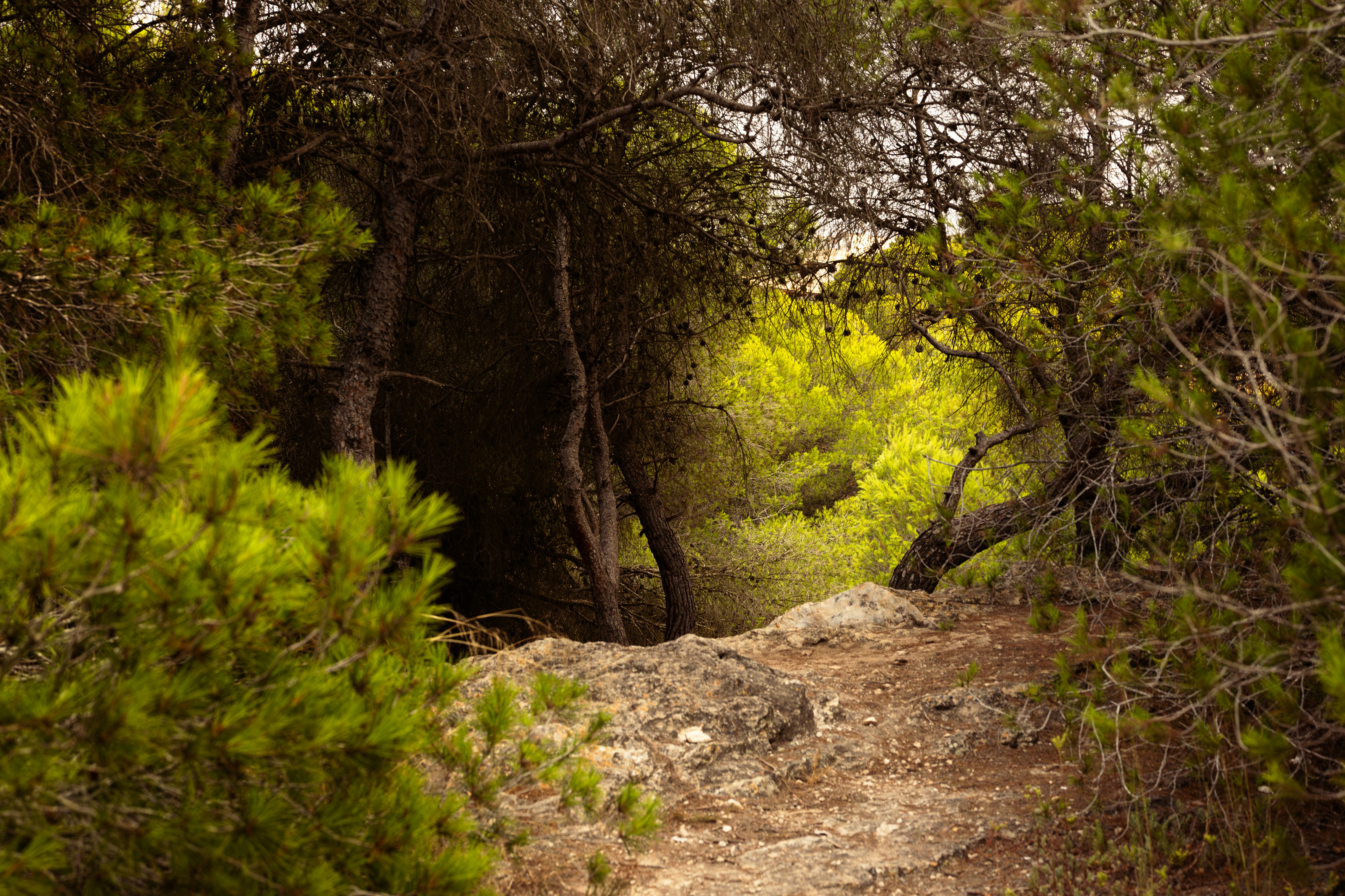 Trail Through the Quiet Pine Corridor