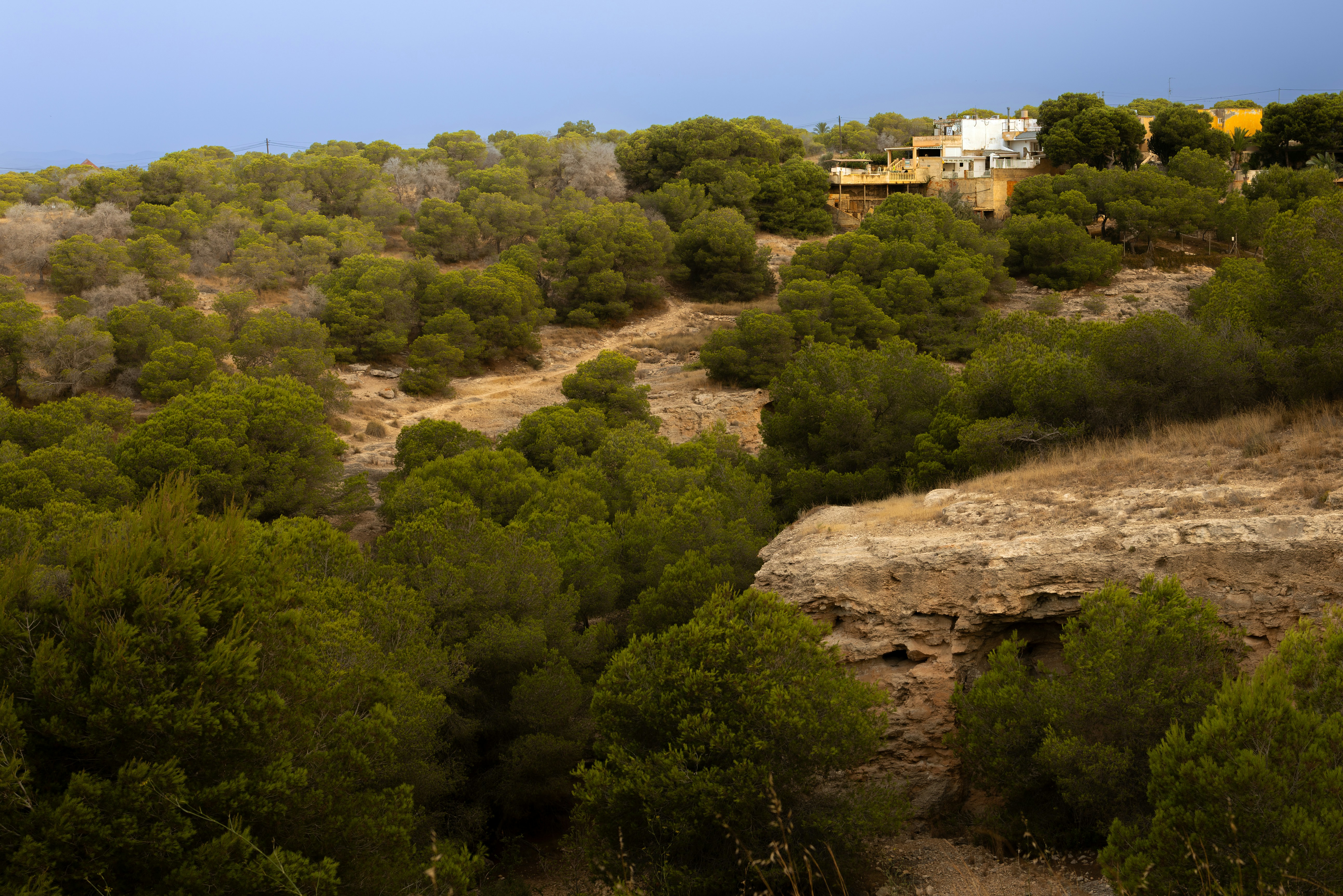 Clifftop Retreat: A Hidden House among Pines