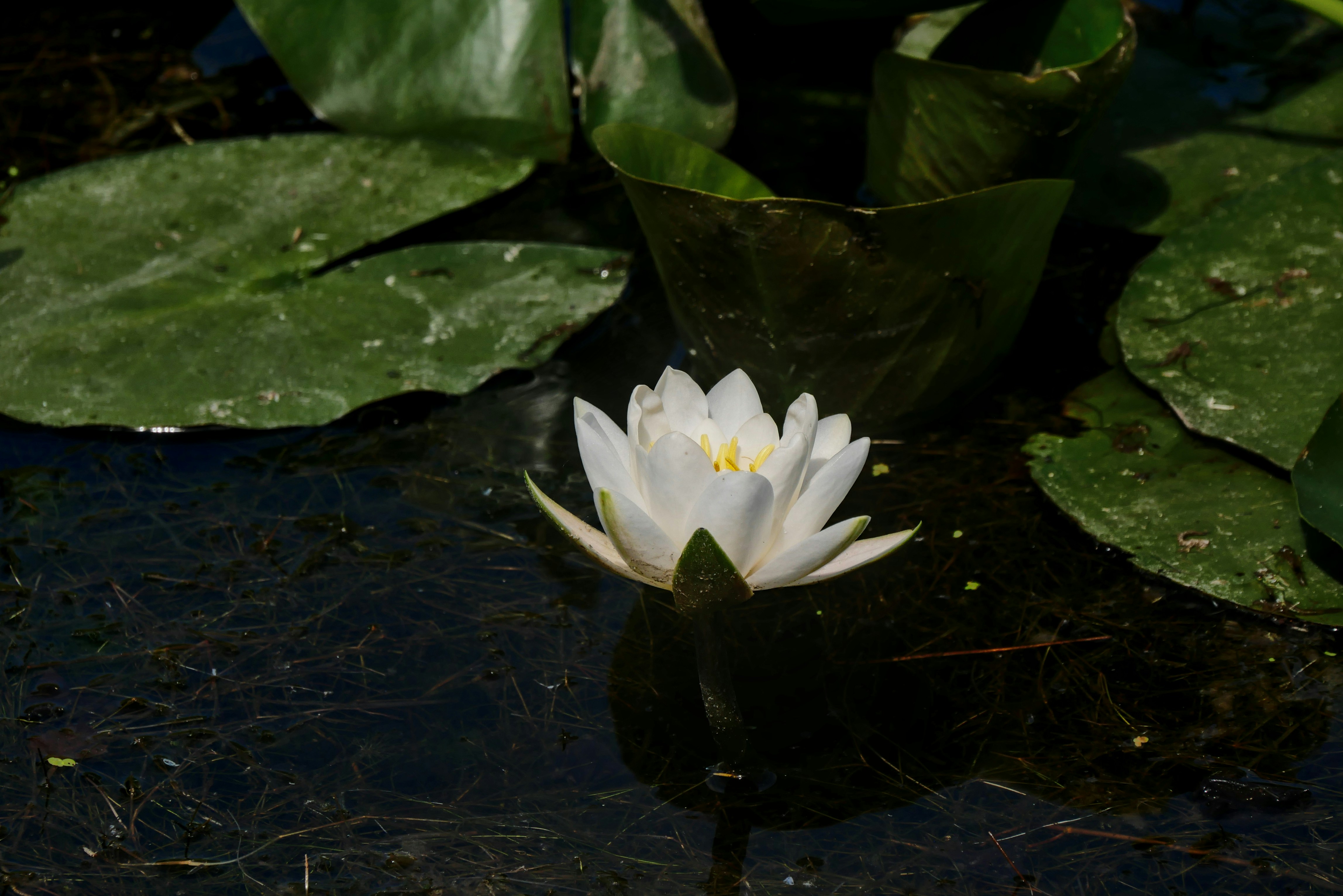 White Water Lily Rising Above Dark Pond stillness