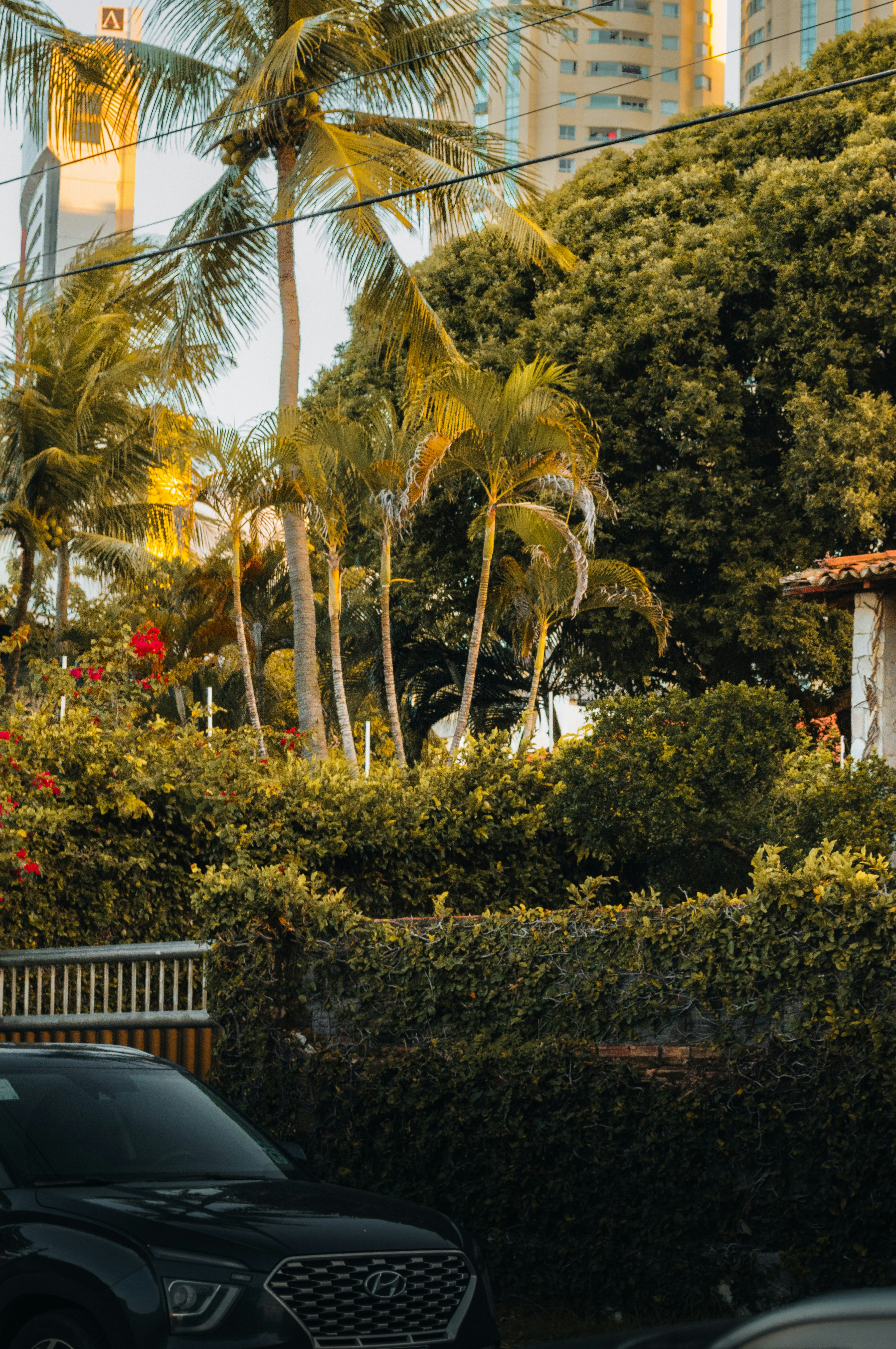 Urban Oasis: Monsoongreen Between Concrete and Palm