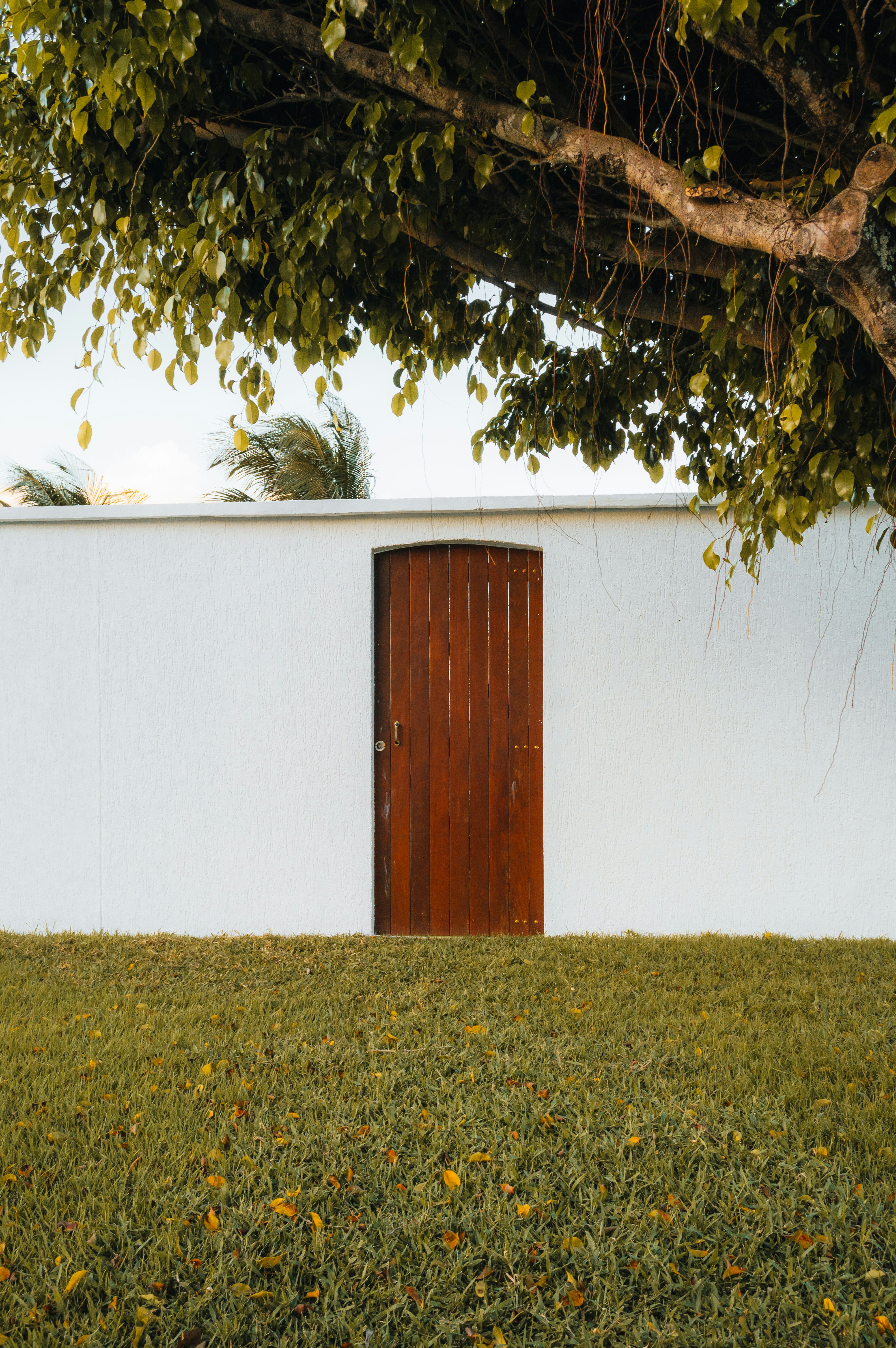 Closed Wooden Door in a White Wall Under a Shaded Tree