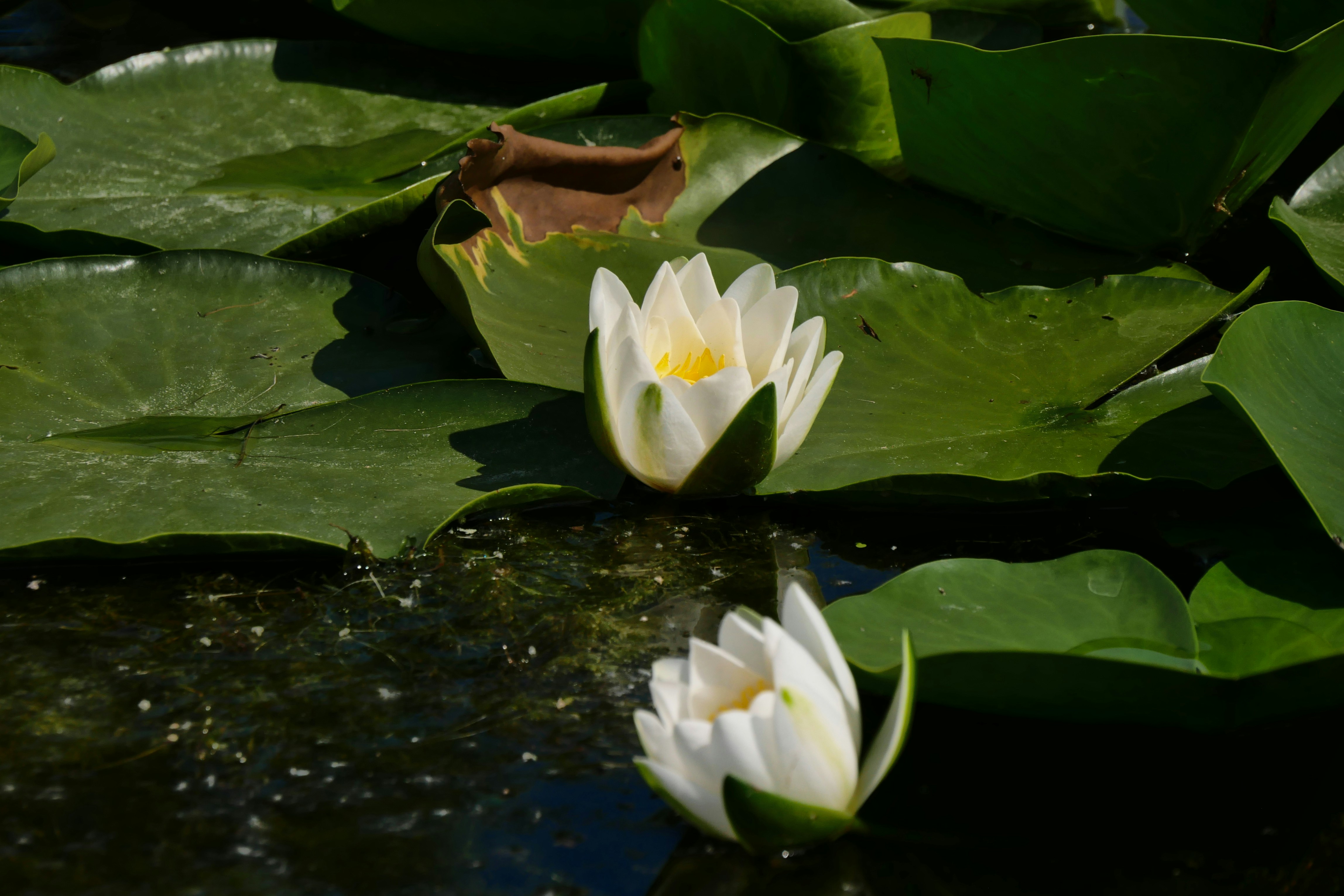 Waterlily Vista: Two Blossoms Framed by Dark Pond