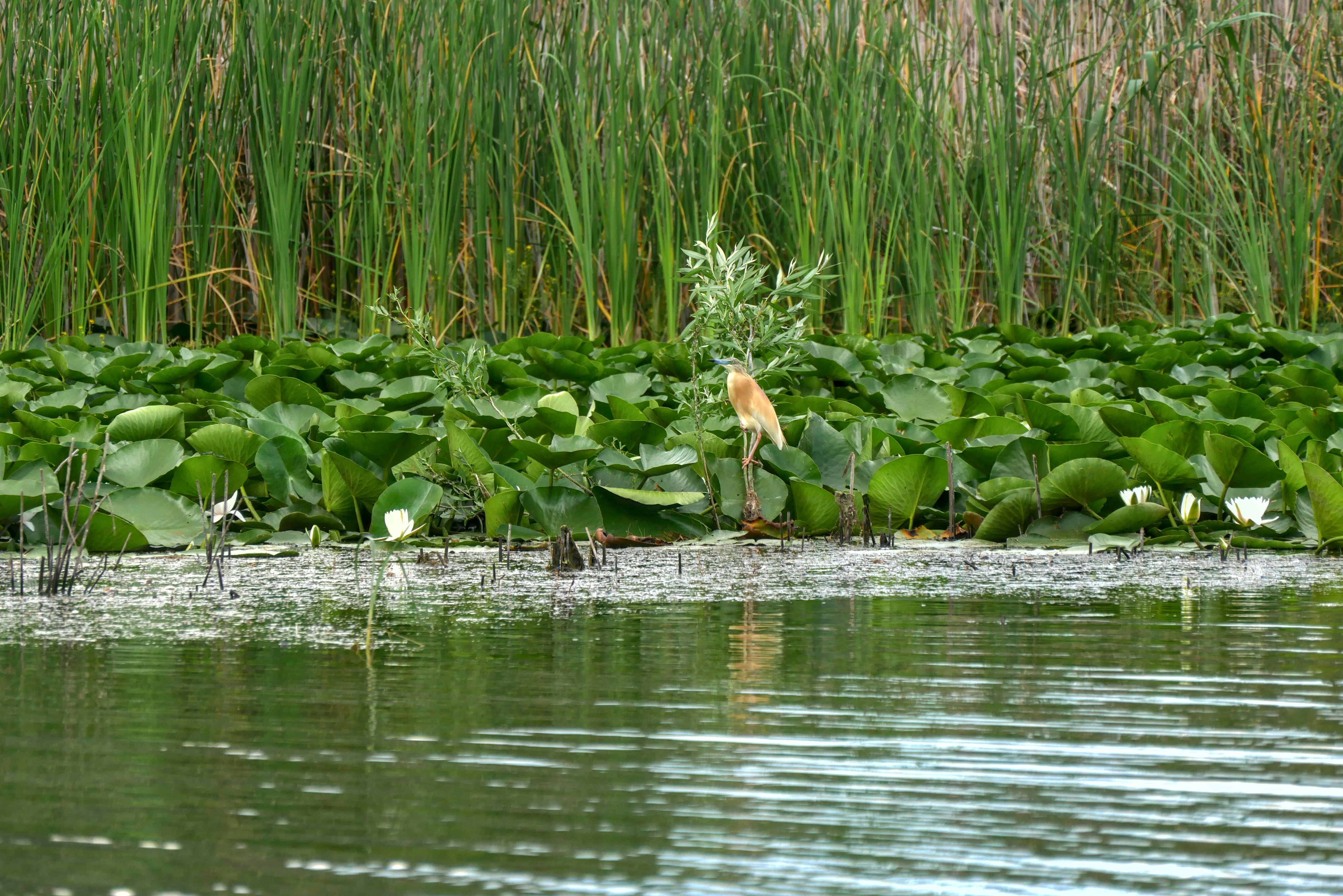 Heron Among Lily Pads at the Water’s Edge