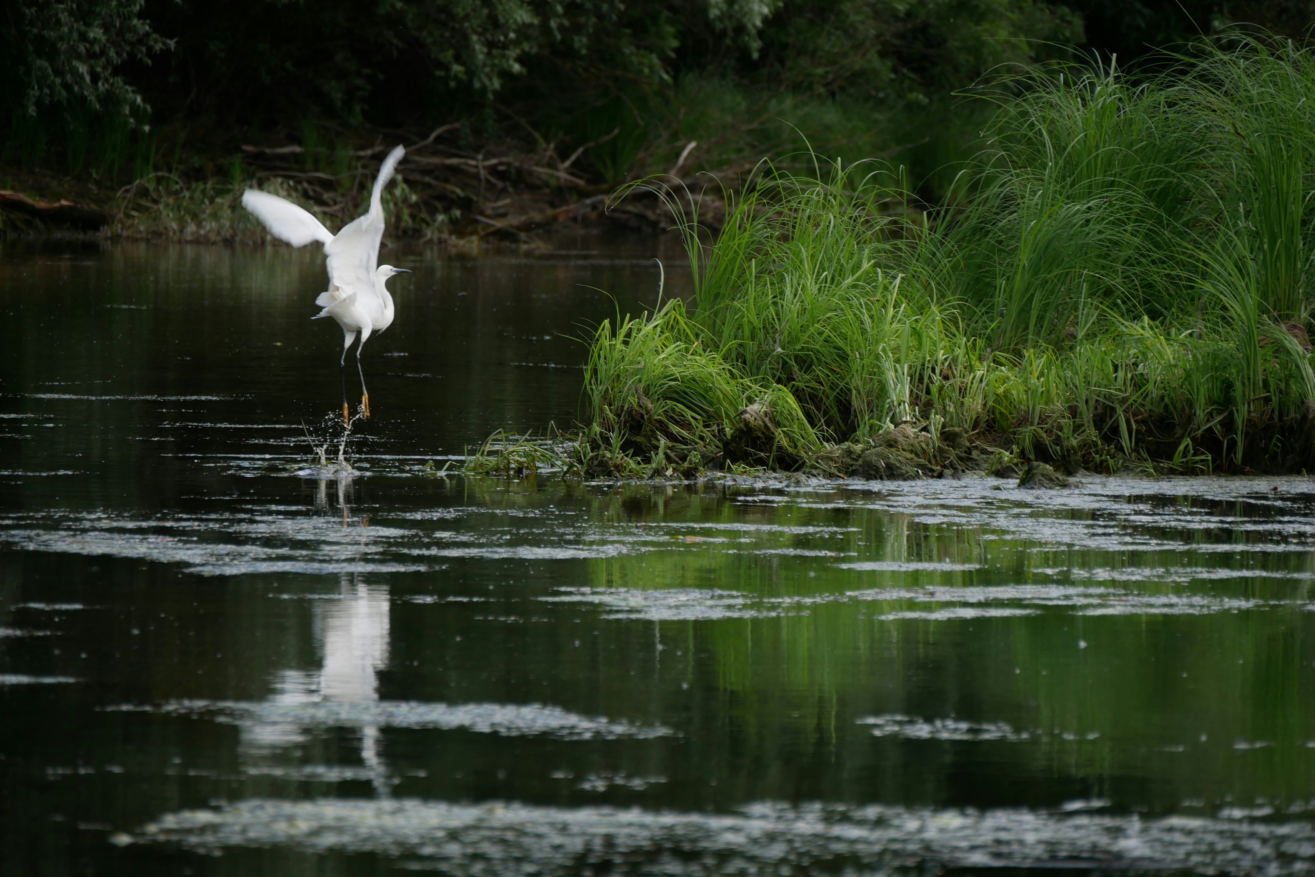 White Heron Takes Off Over Quiet River with Reeds