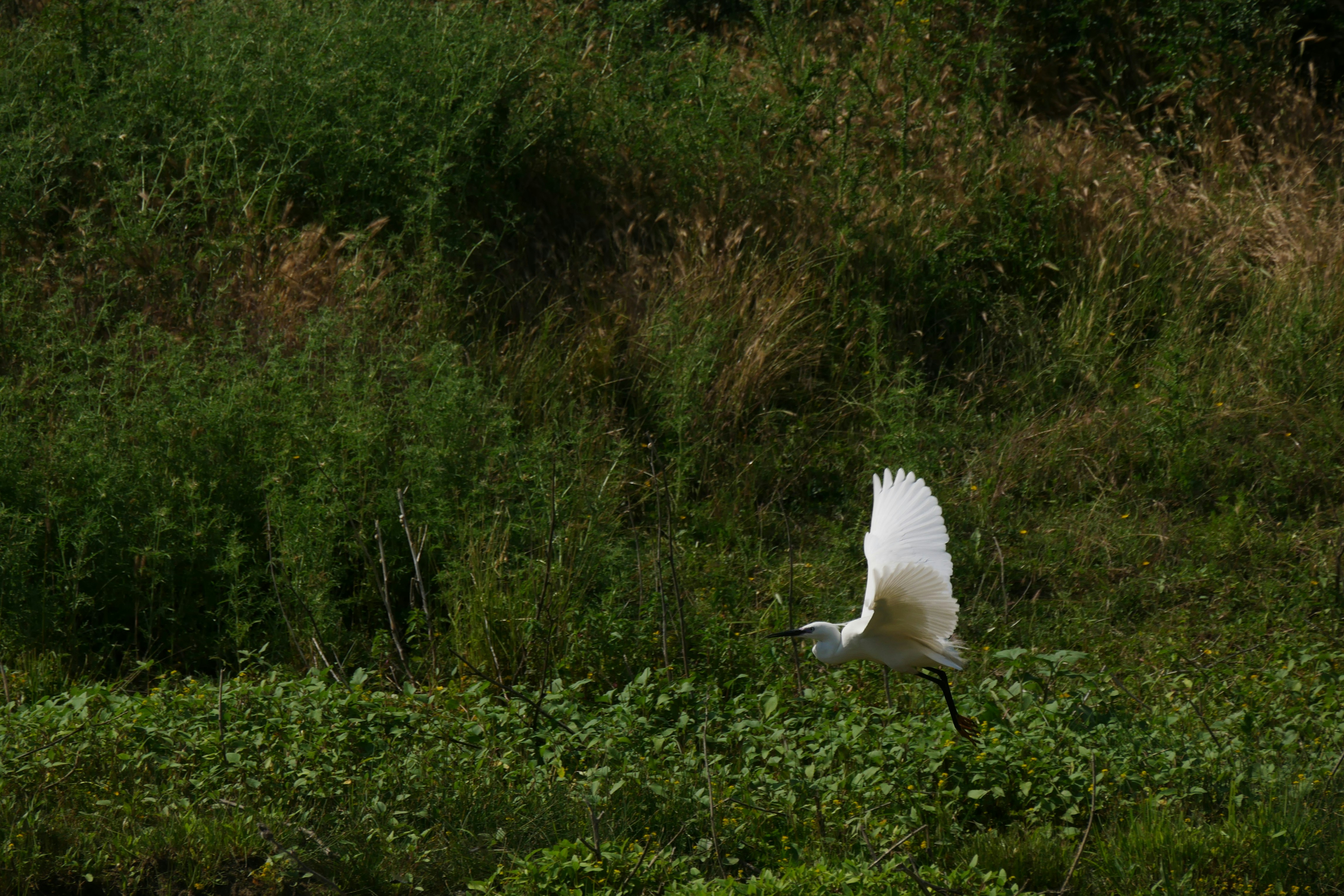 White Heron in Midflight Over Verdant Wetland
