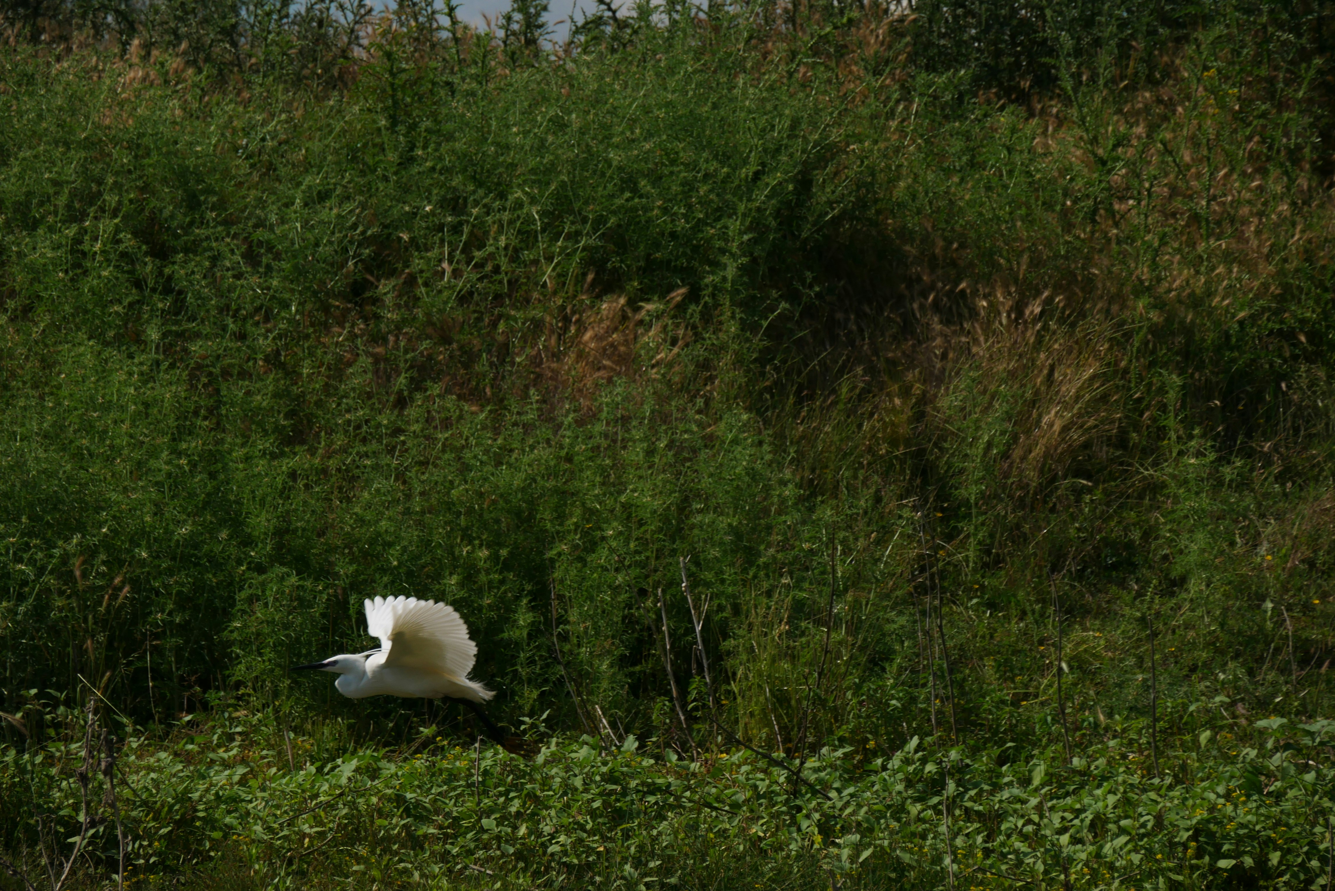 White Heron in Green Underbrush Takes Flight