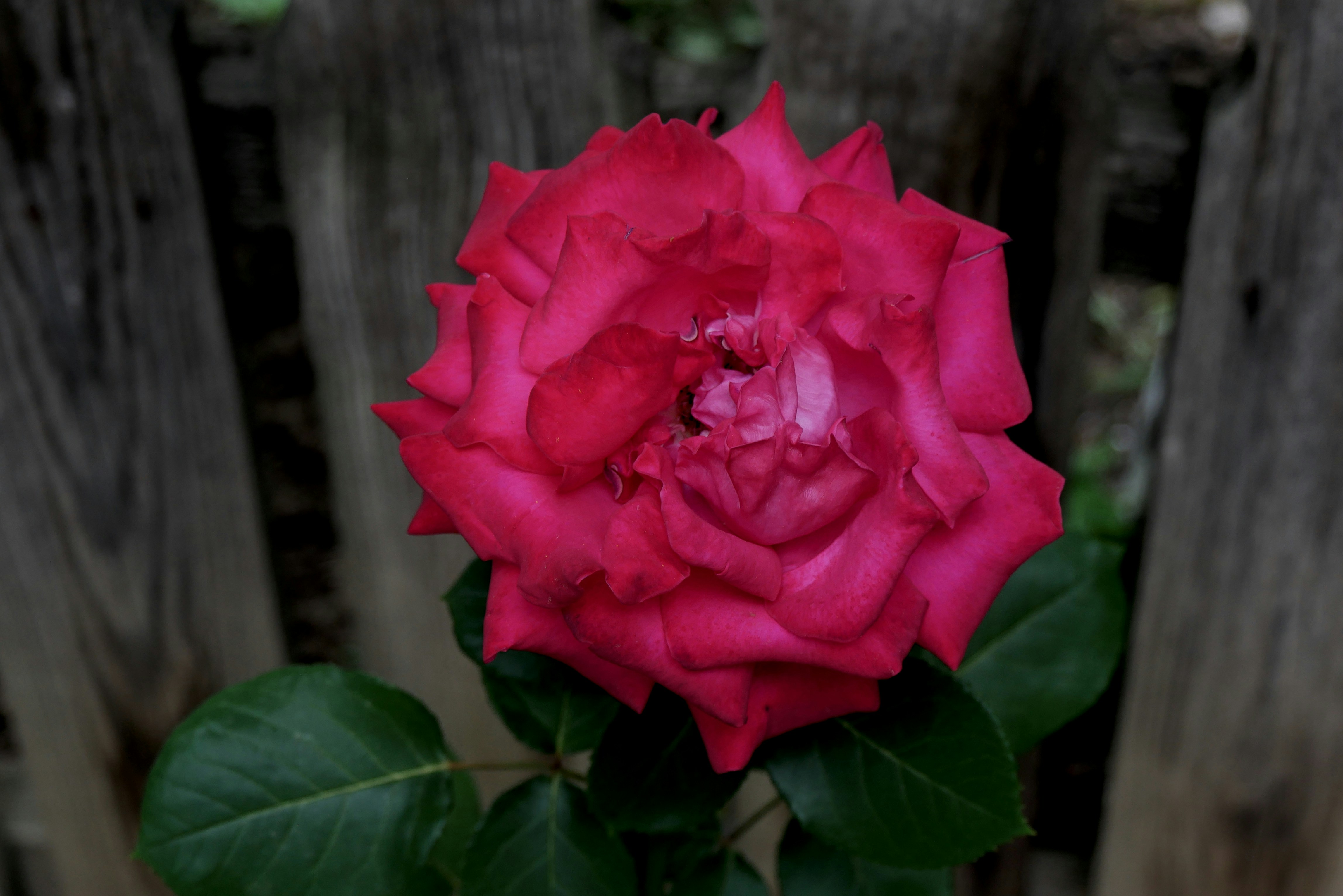 Midnight Pink Rose in a Quiet Garden