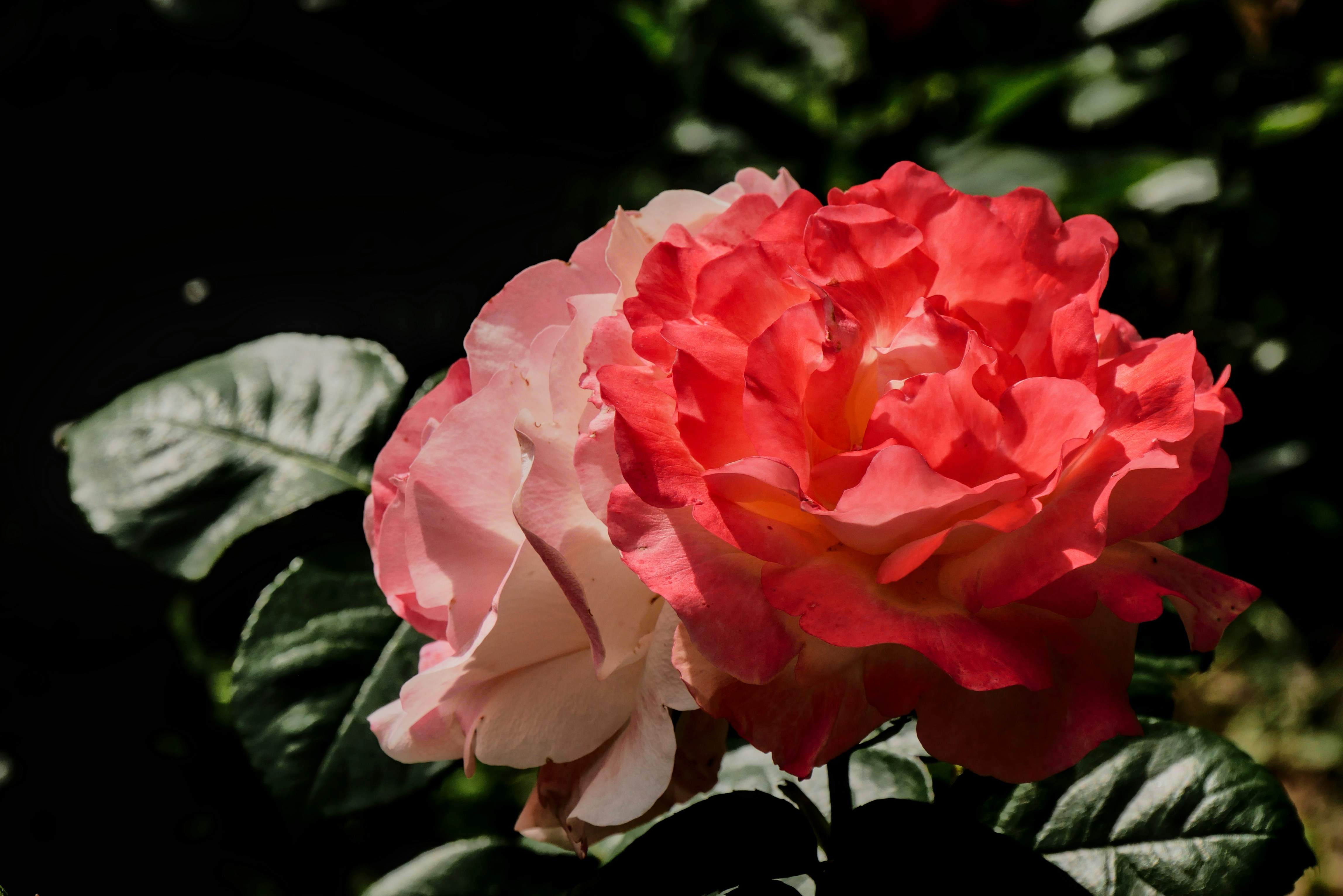Rosedawn: a coral-pink bloom in dramatic contrast