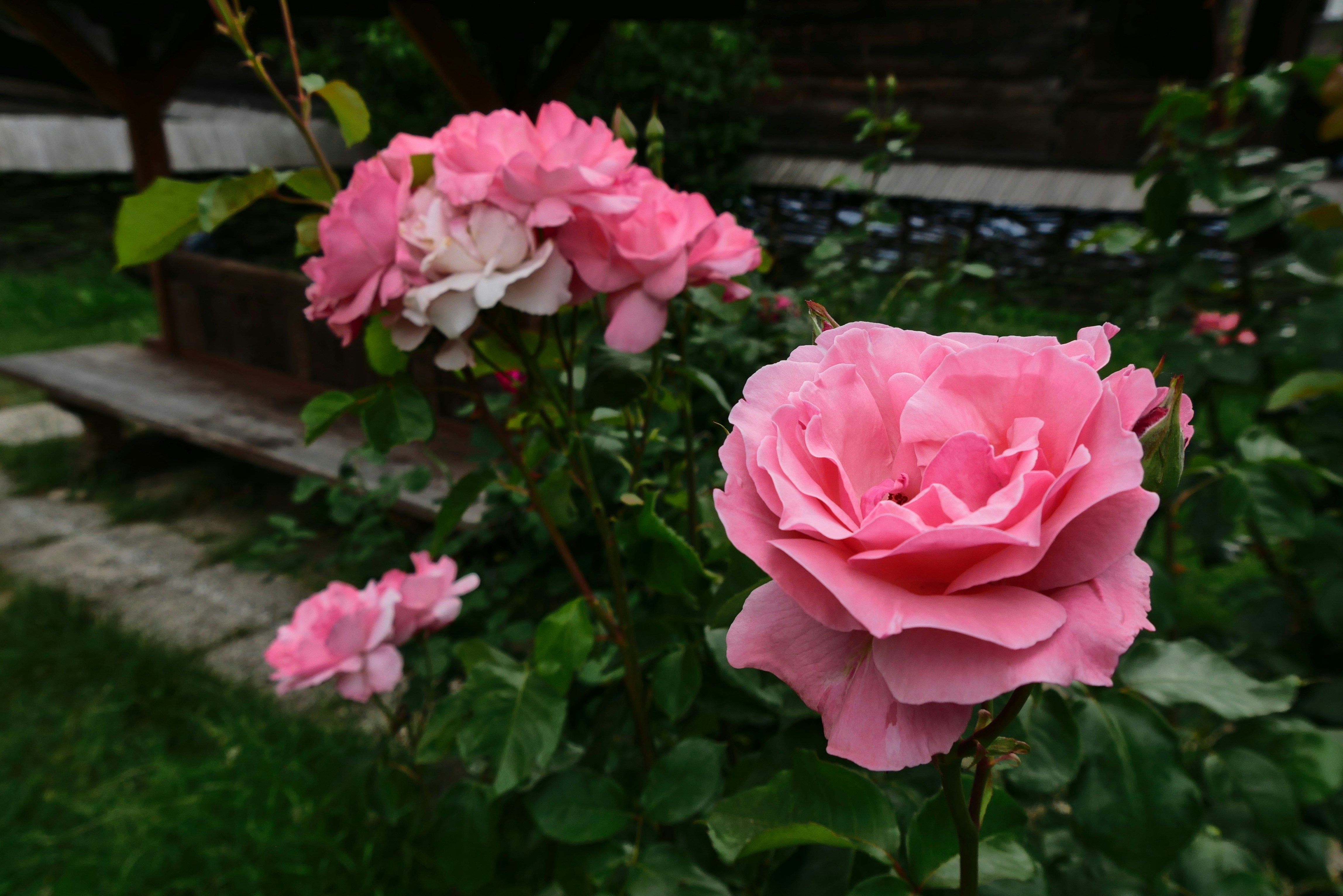 Pink Rose Portrait in a Quiet Garden