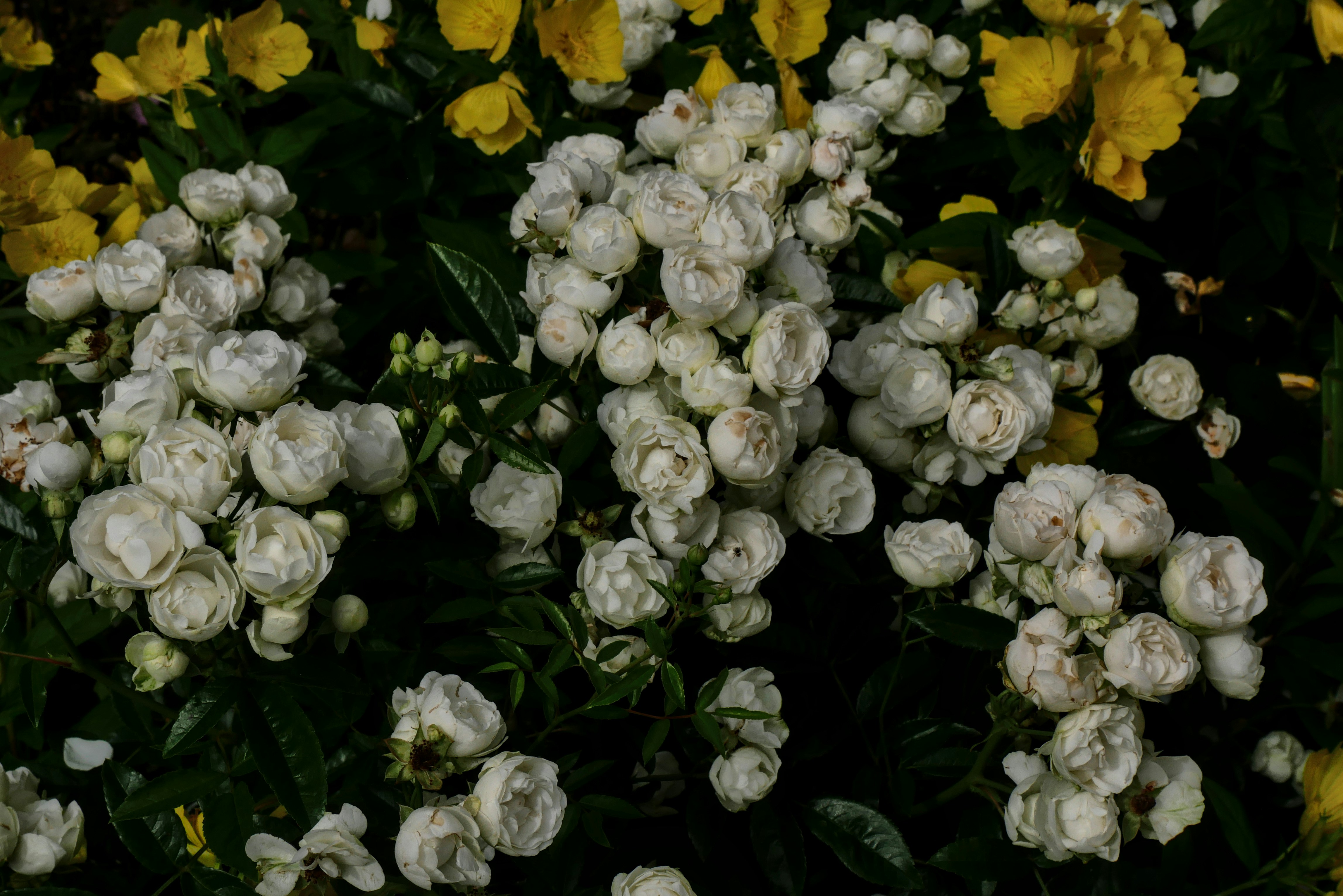 White Roses in Quiet Hedge Nook