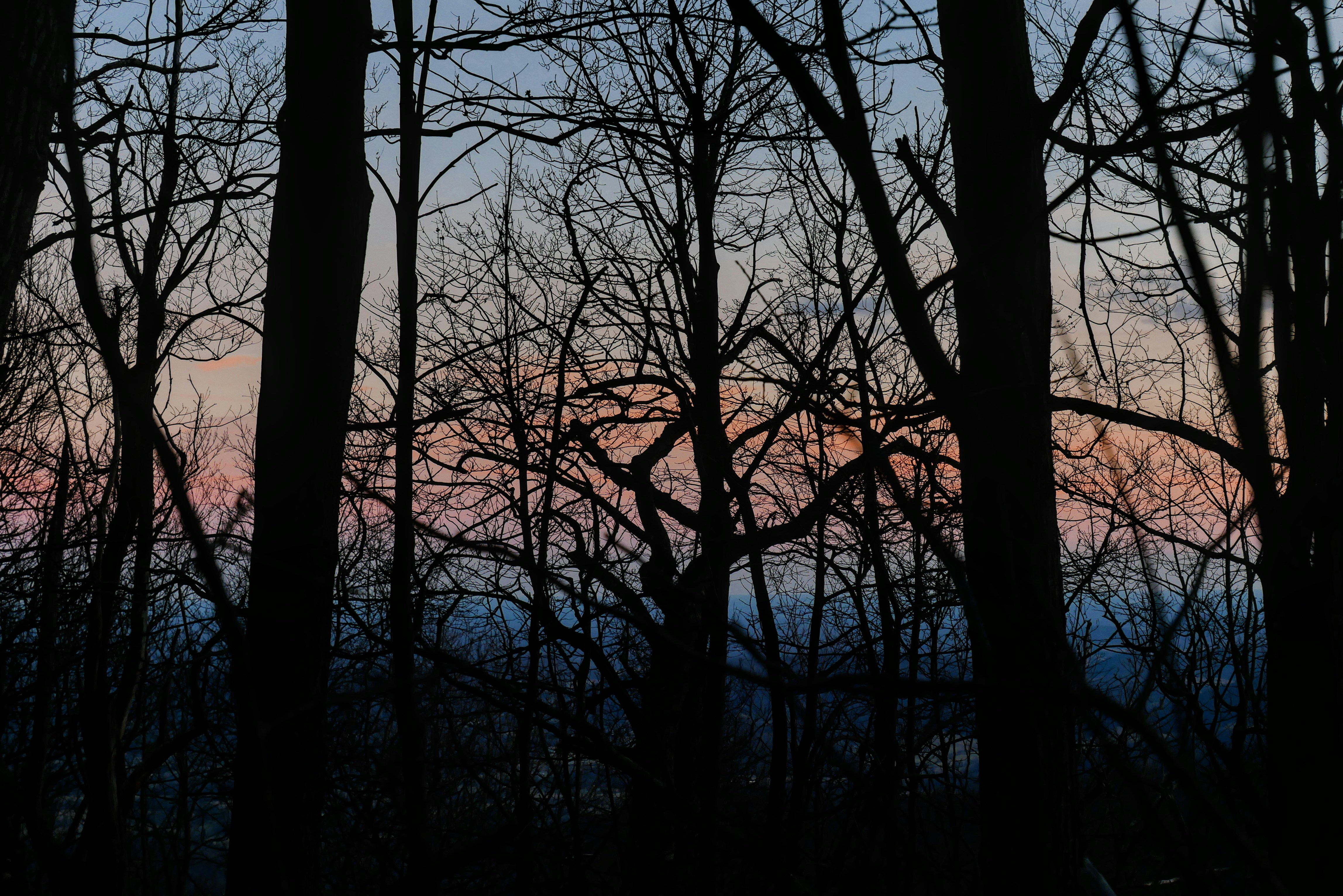 Silhouetted Forest at Sunset: Forestline Against a Dusk Gradient
