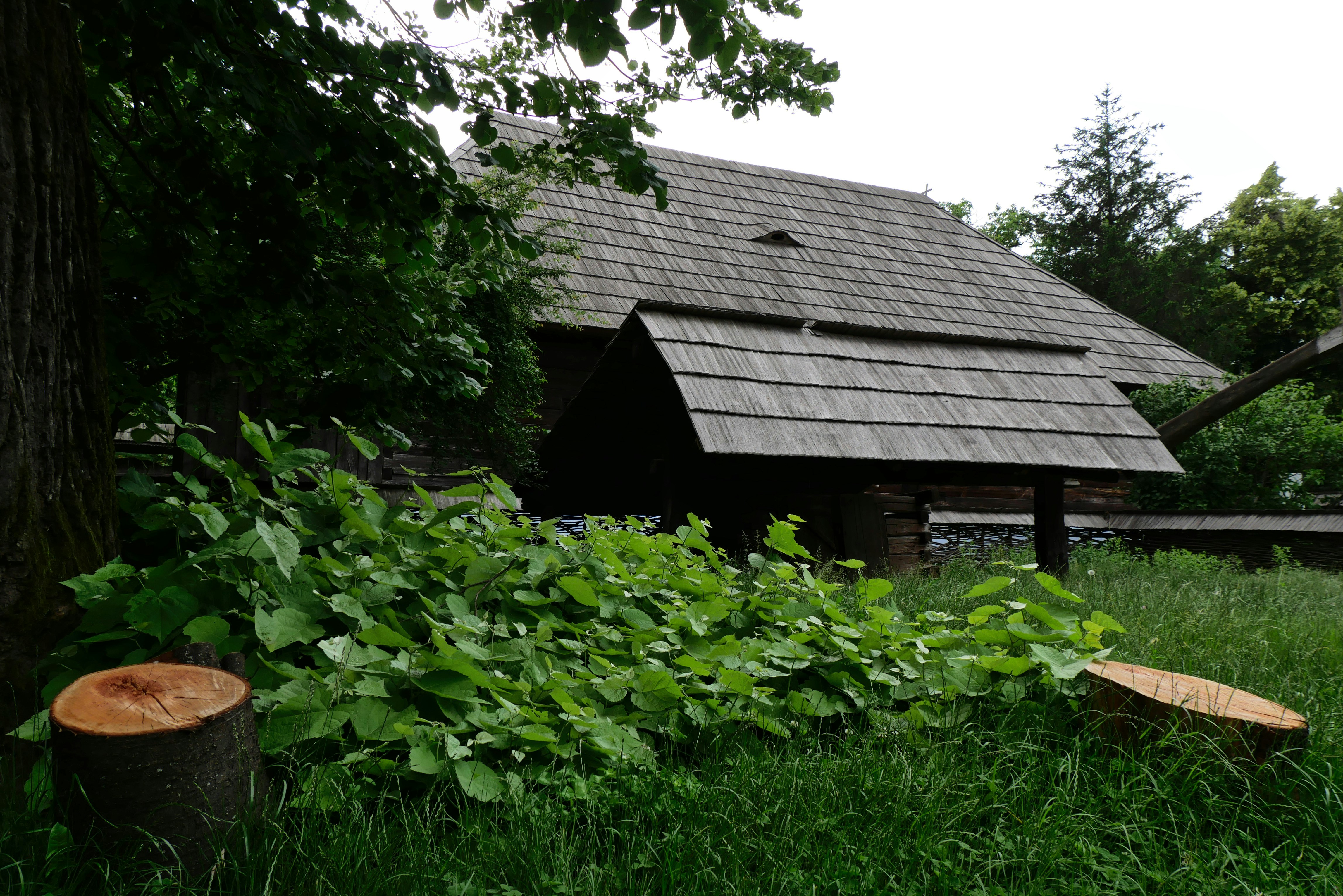 Low Cabin Echoes: A Quiet Glade with Fallen Limbs