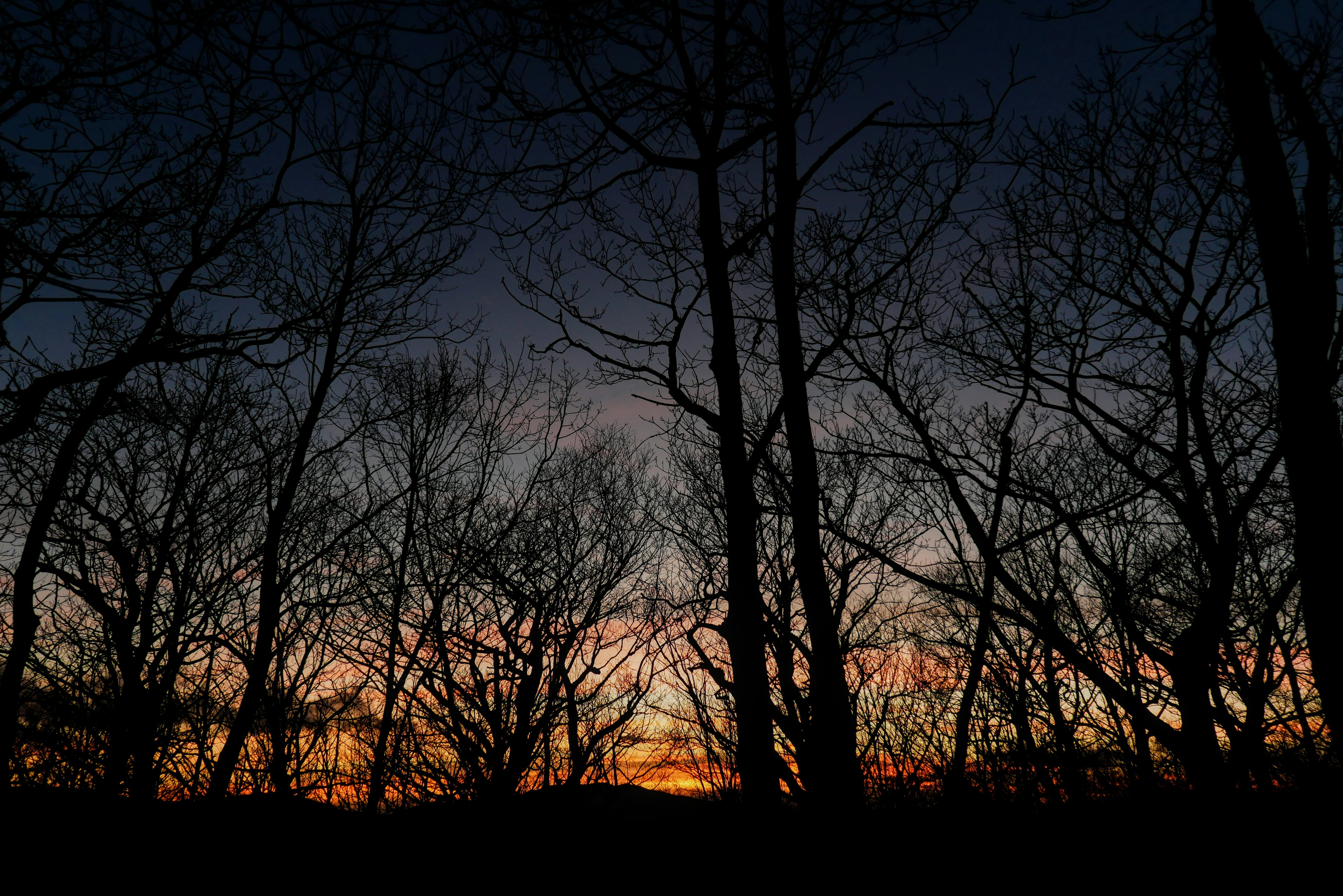 Silhouetted Orchard at Sunset
