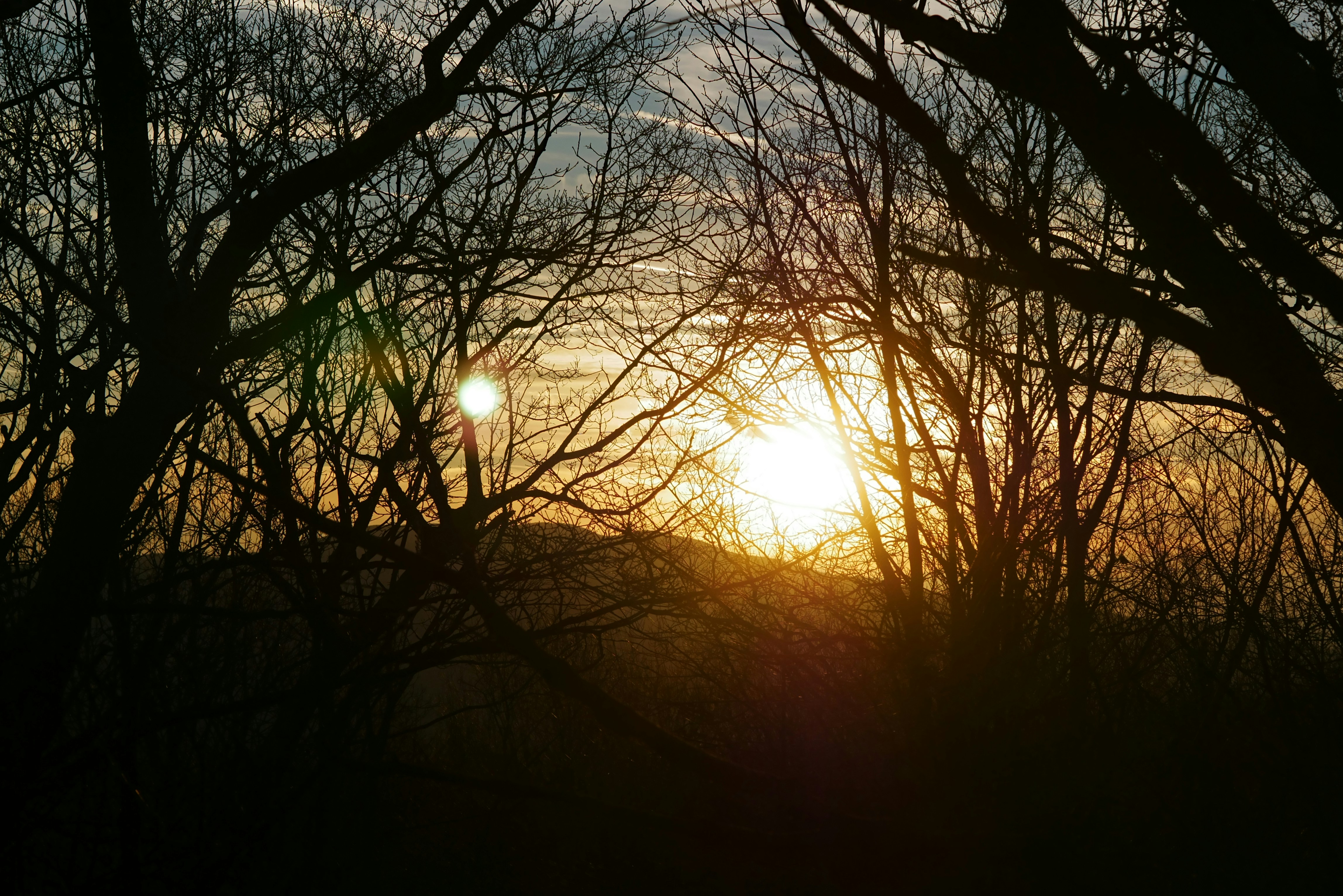 Sunlit Veil Through Winter Branches