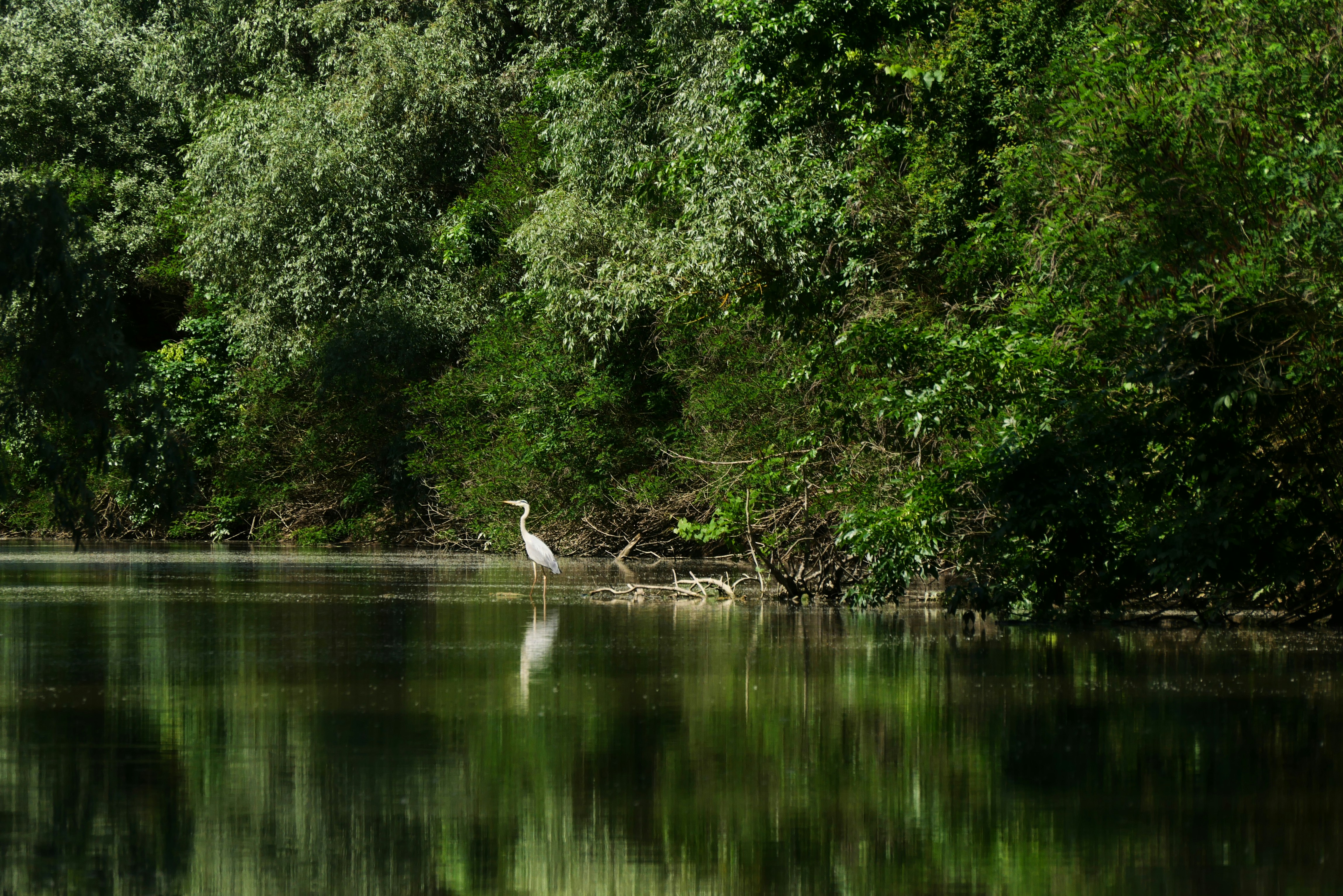 Heron at the Glassy River Edge